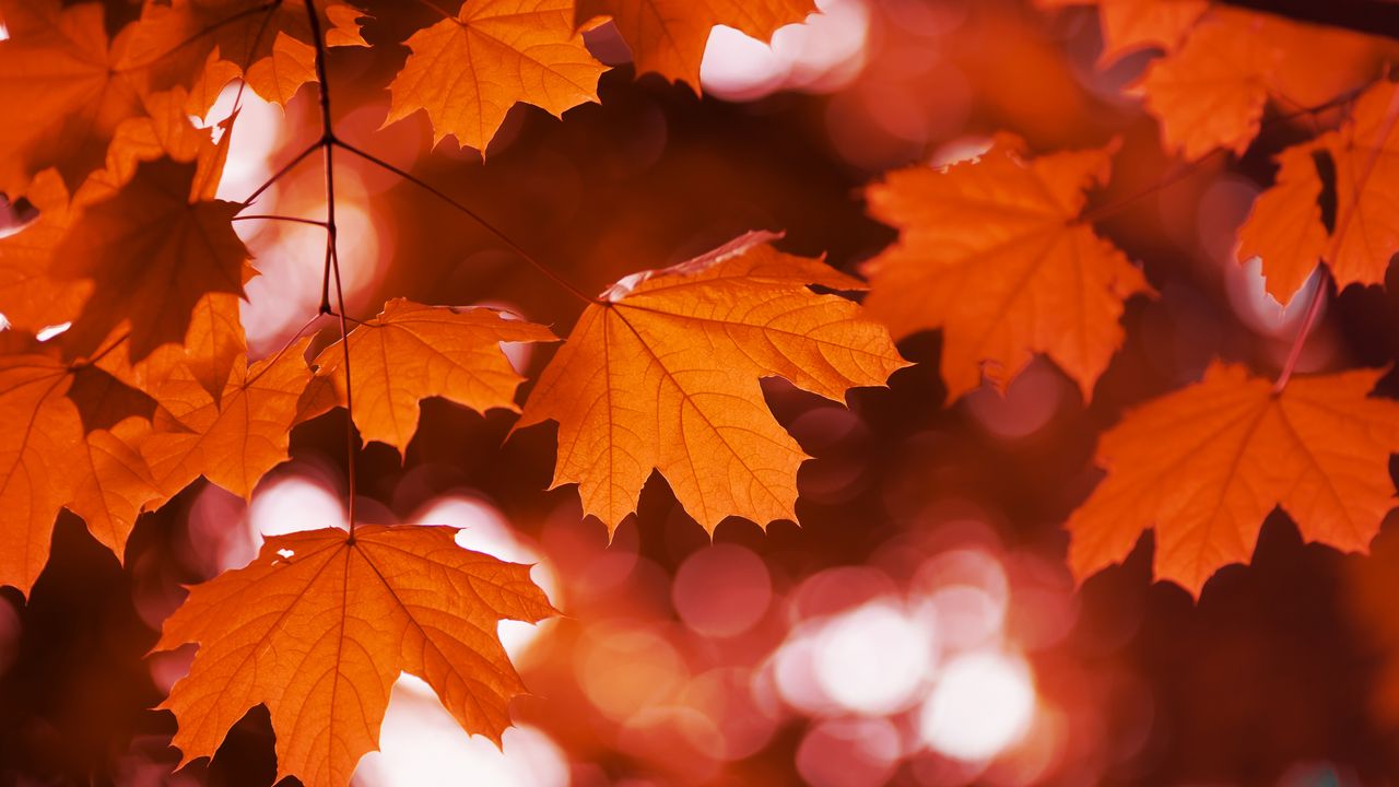 Red maple in fall, Canada - Bing Gallery · Peapix