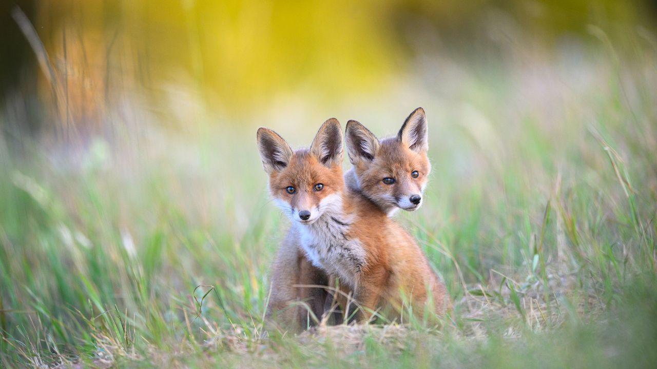 Two young red foxes at Karula National Park, Estonia - Bing Gallery ...