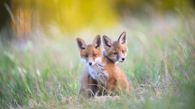 60+ Fox Free Bing Wallpapers | Bing Daily Images · Peapix