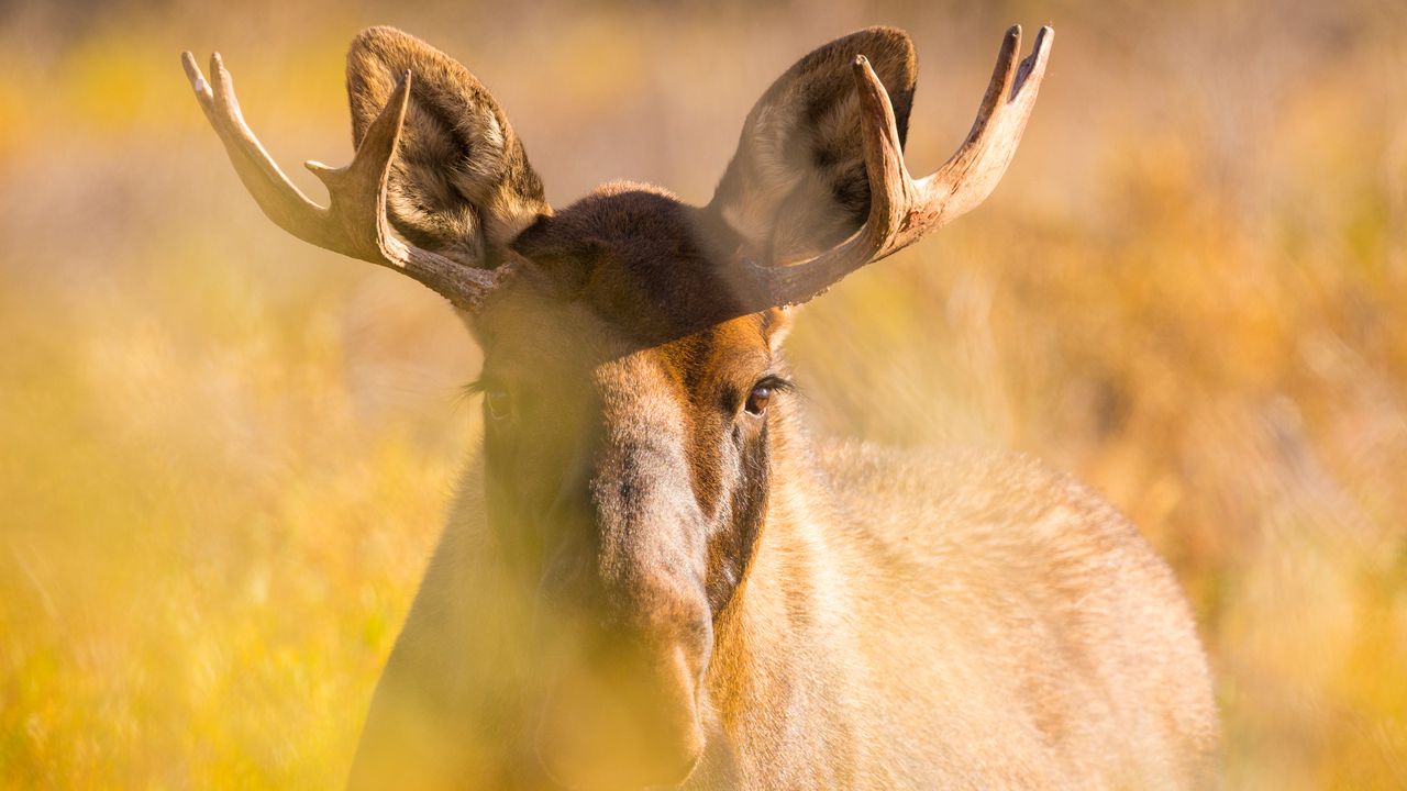 Ein junger Elchbulle im Denali-Nationalpark, Alaska, USA - Bing Gallery · Peapix