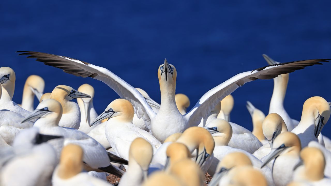 Colony of northern gannets, Quebec - Bing Gallery · Peapix