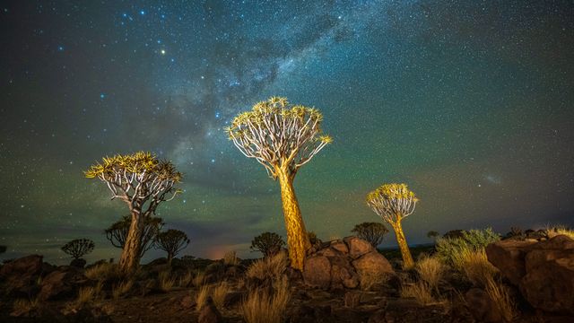 Quiver trees at night with the Milky Way, Keetmanshoop, Namibia - Bing ...