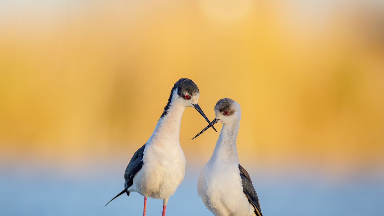 Cavalieri d’Italia, Francia - Bing Gallery · Peapix