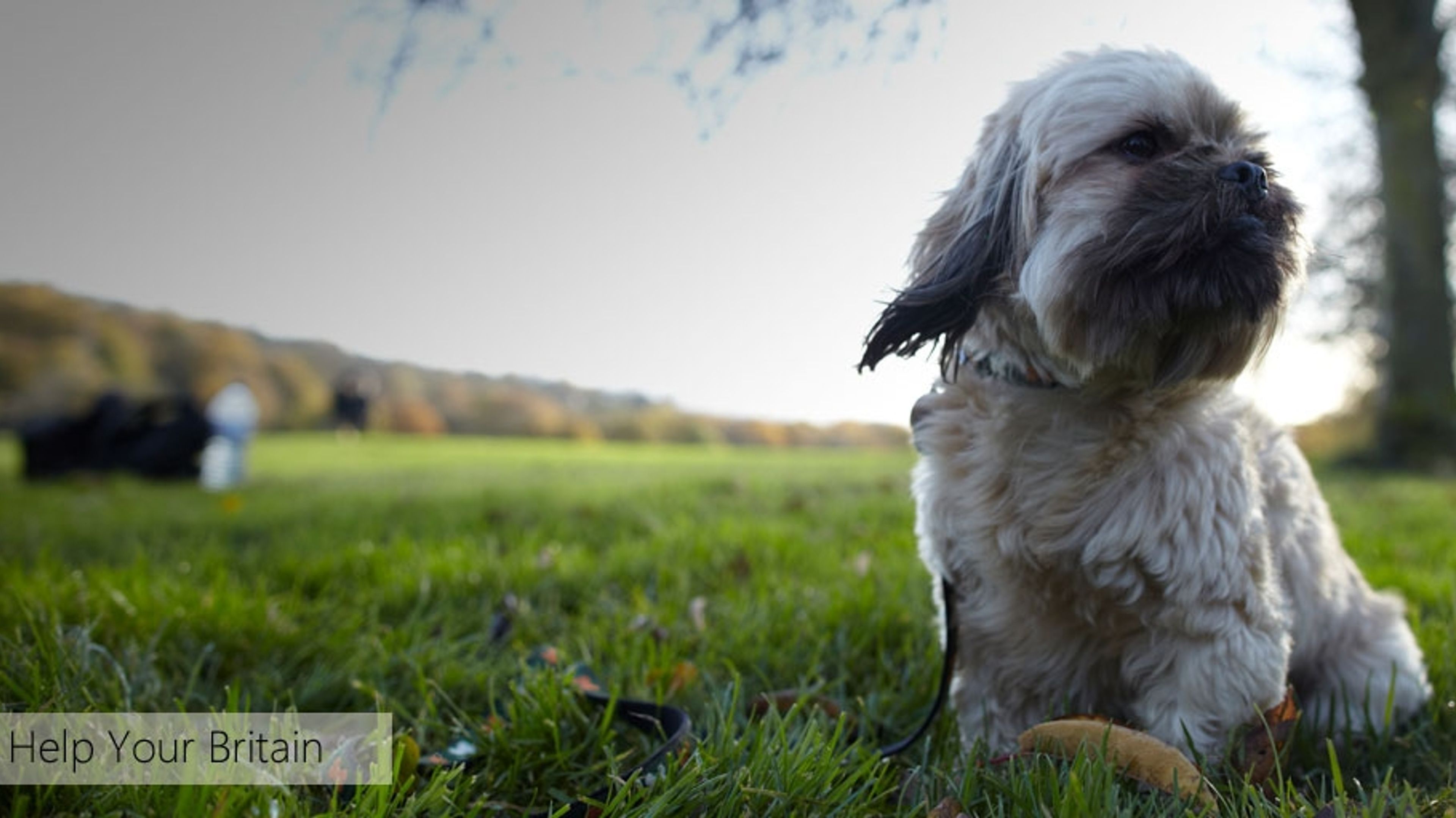 Rescued dog posing for a photo as part of Bing Help Your Britain with ...