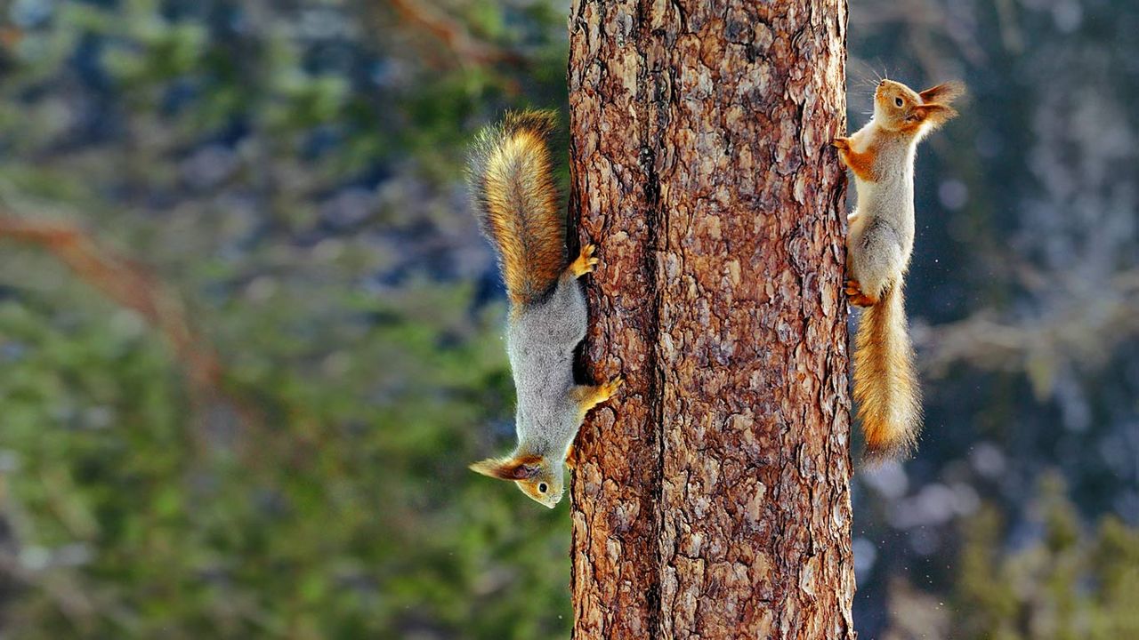 Eurasian red squirrels in Finland - Bing Gallery · Peapix