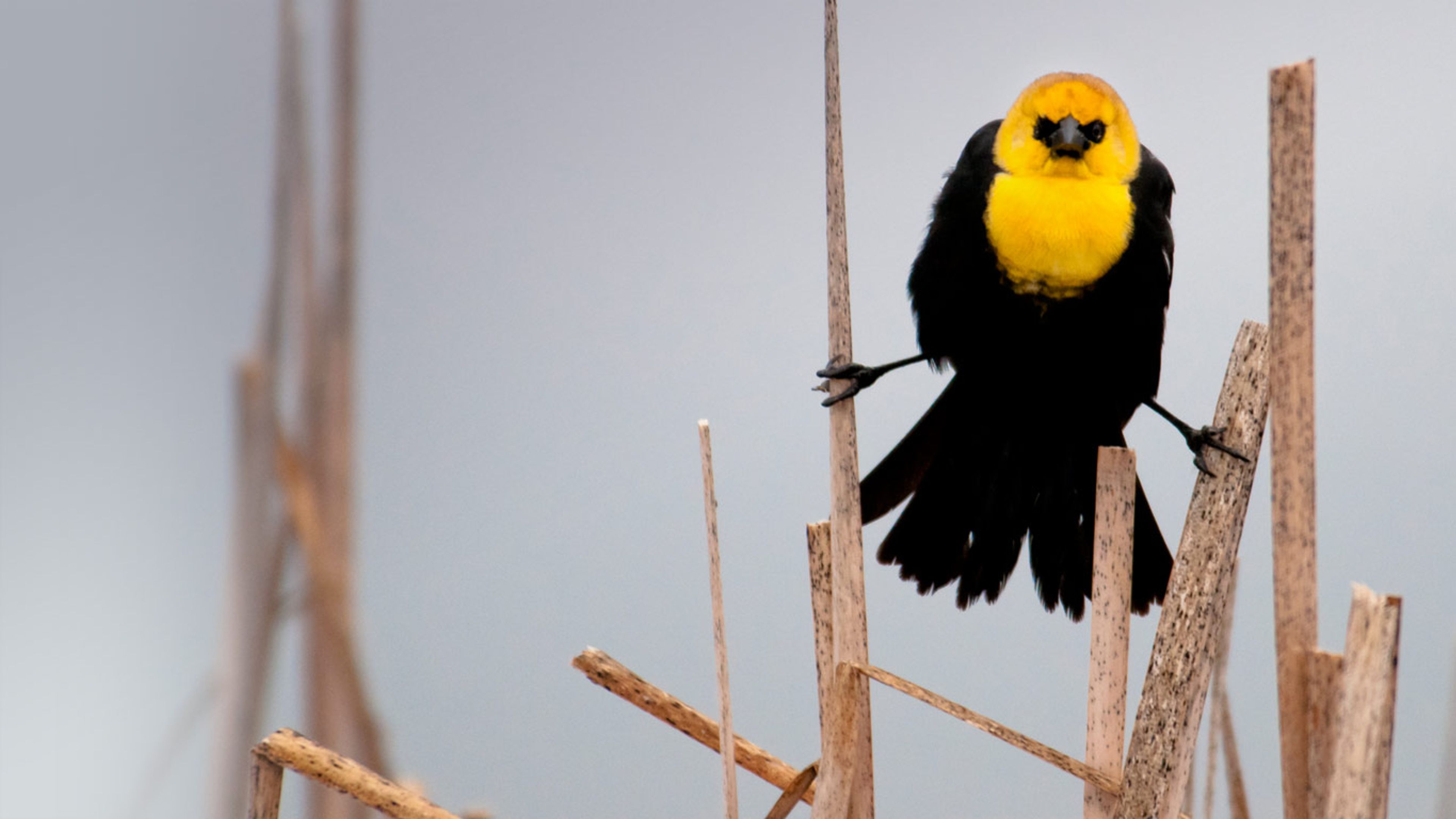 Yellow-headed blackbird in Flathead Valley, Montana - Bing Gallery