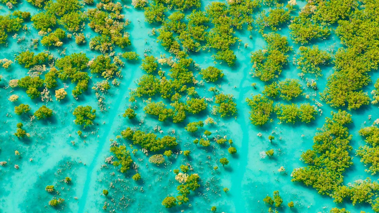 Aerial shot of mangroves at King Sound, Western Australia - Bing ...