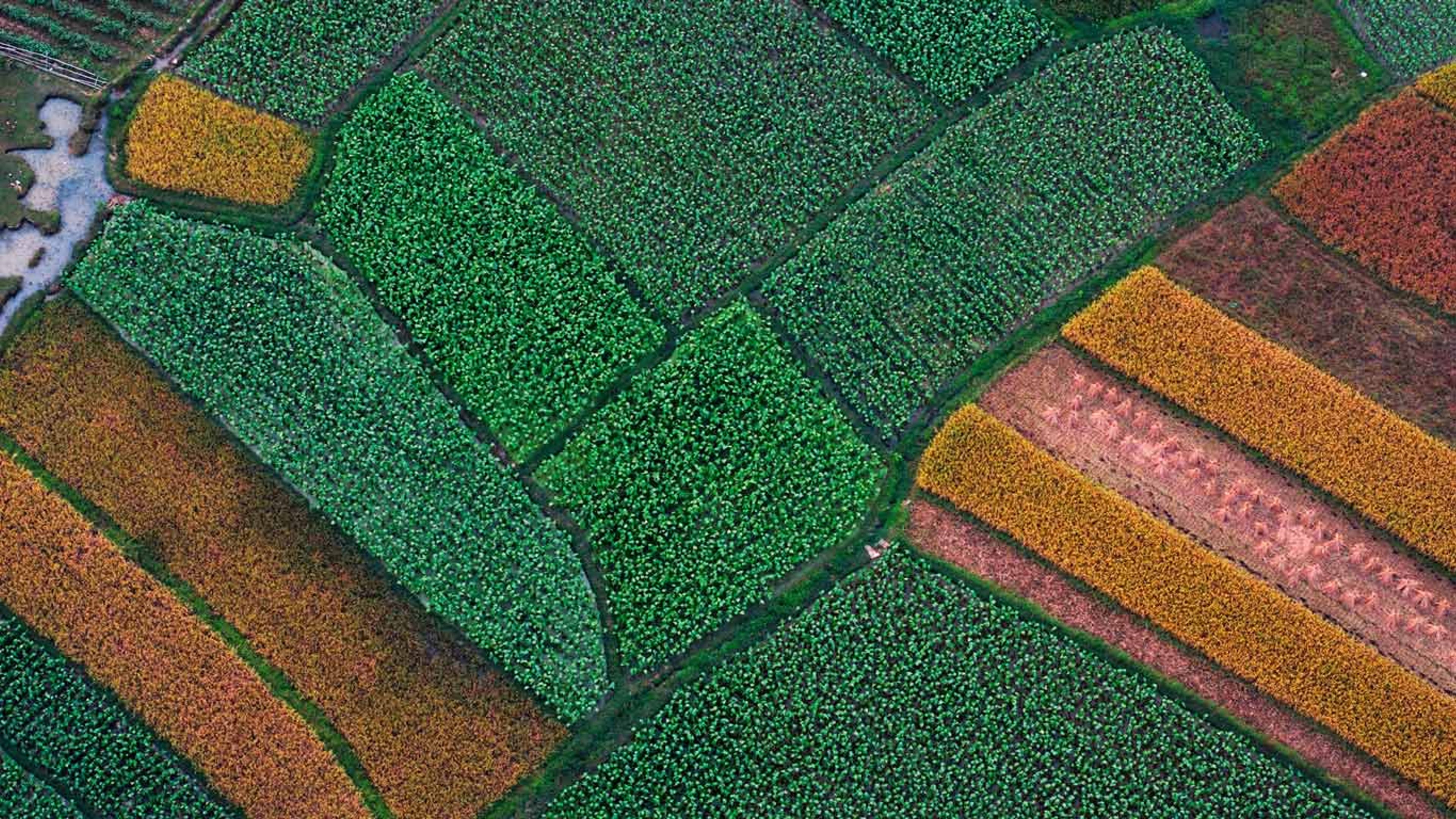 Aerial picture, field structure before rice harvestation, Guilin ...