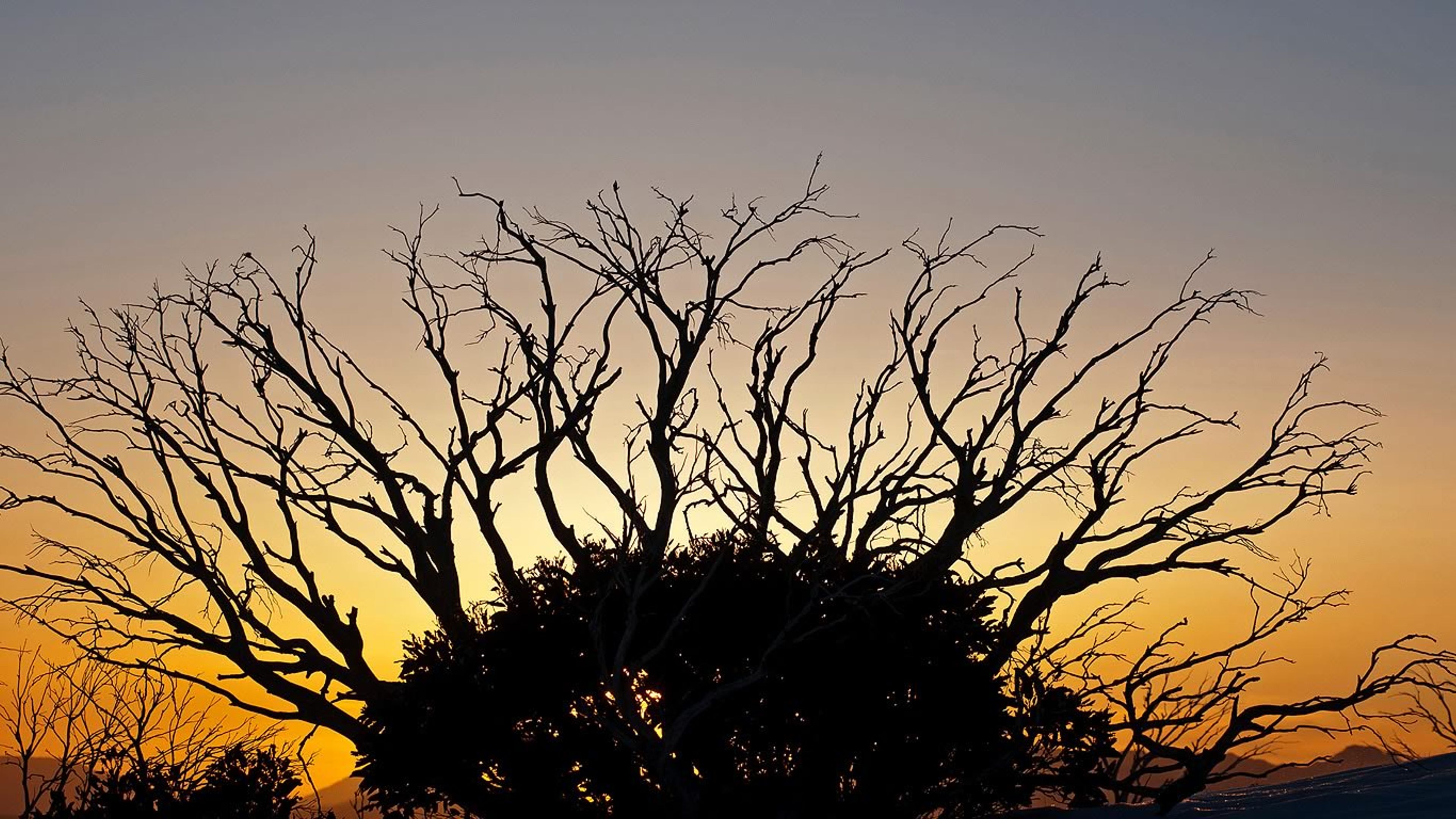 Snow gum on Razorback Ridge in Alpine National Park, Victoria ...