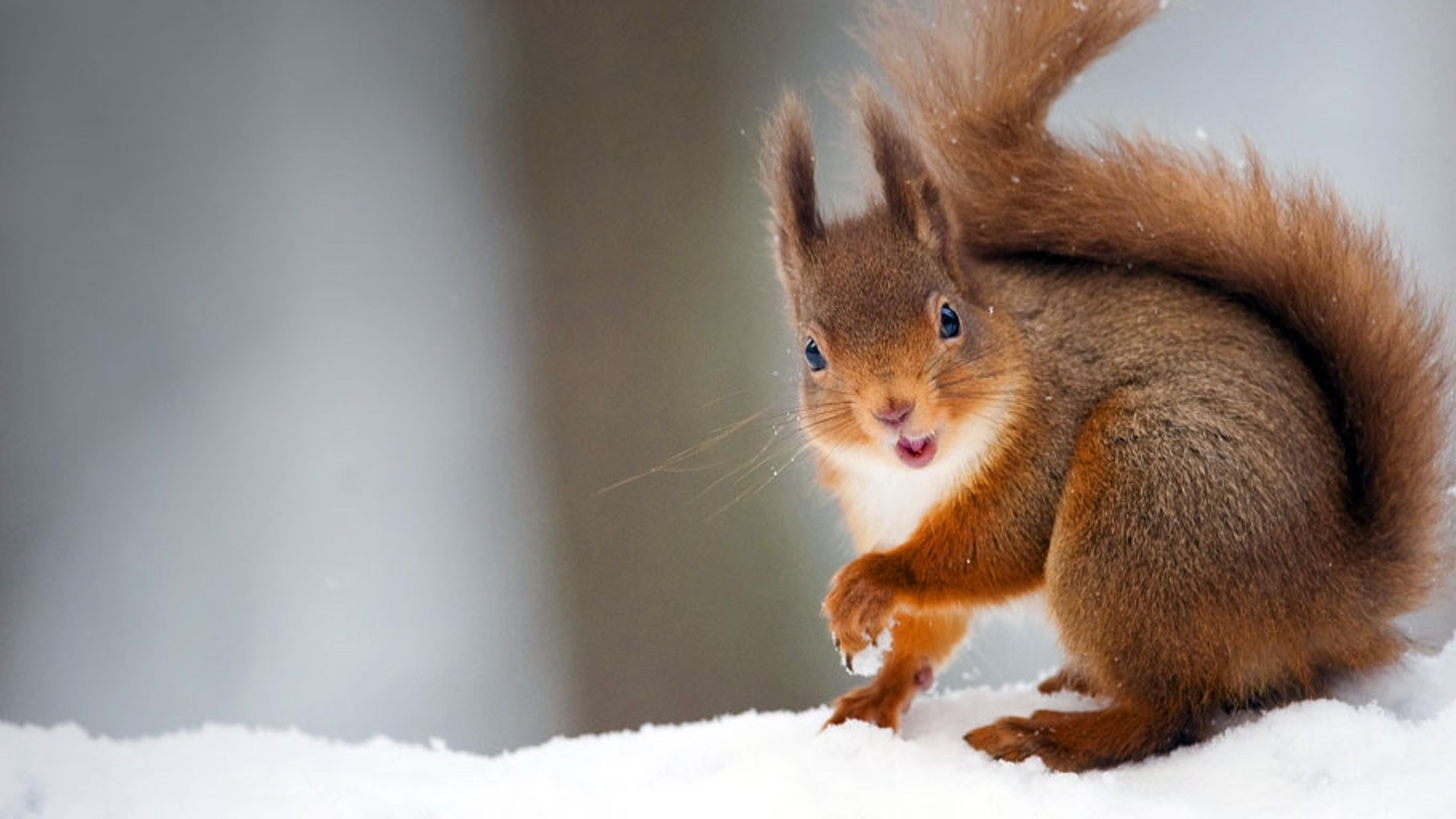 Red Squirrel - Bing Gallery