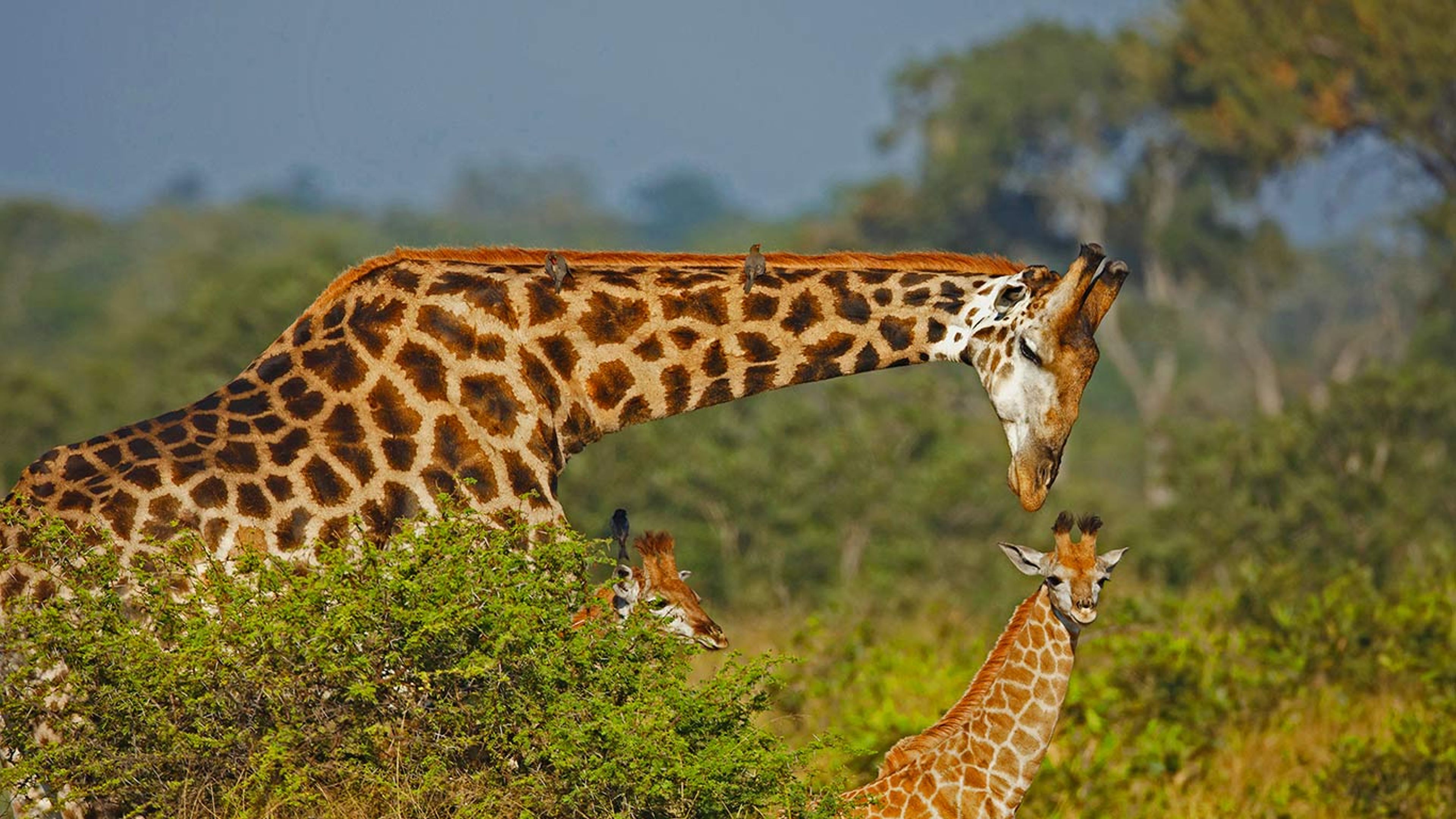 Girafe mâle et deux girafons, parc national Kruger, Afrique du Sud ...
