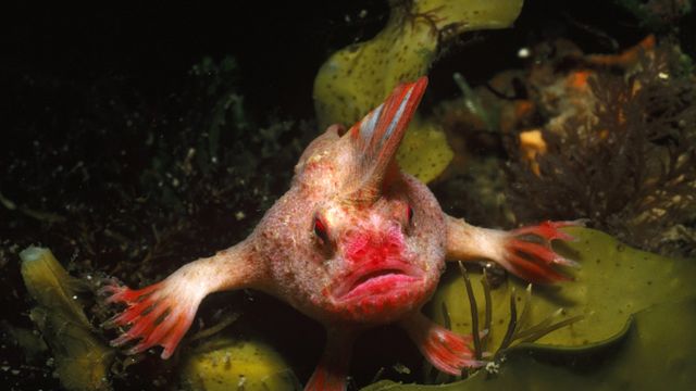 A red handfish, or thymichthys politus, in southeastern Tasmania ...