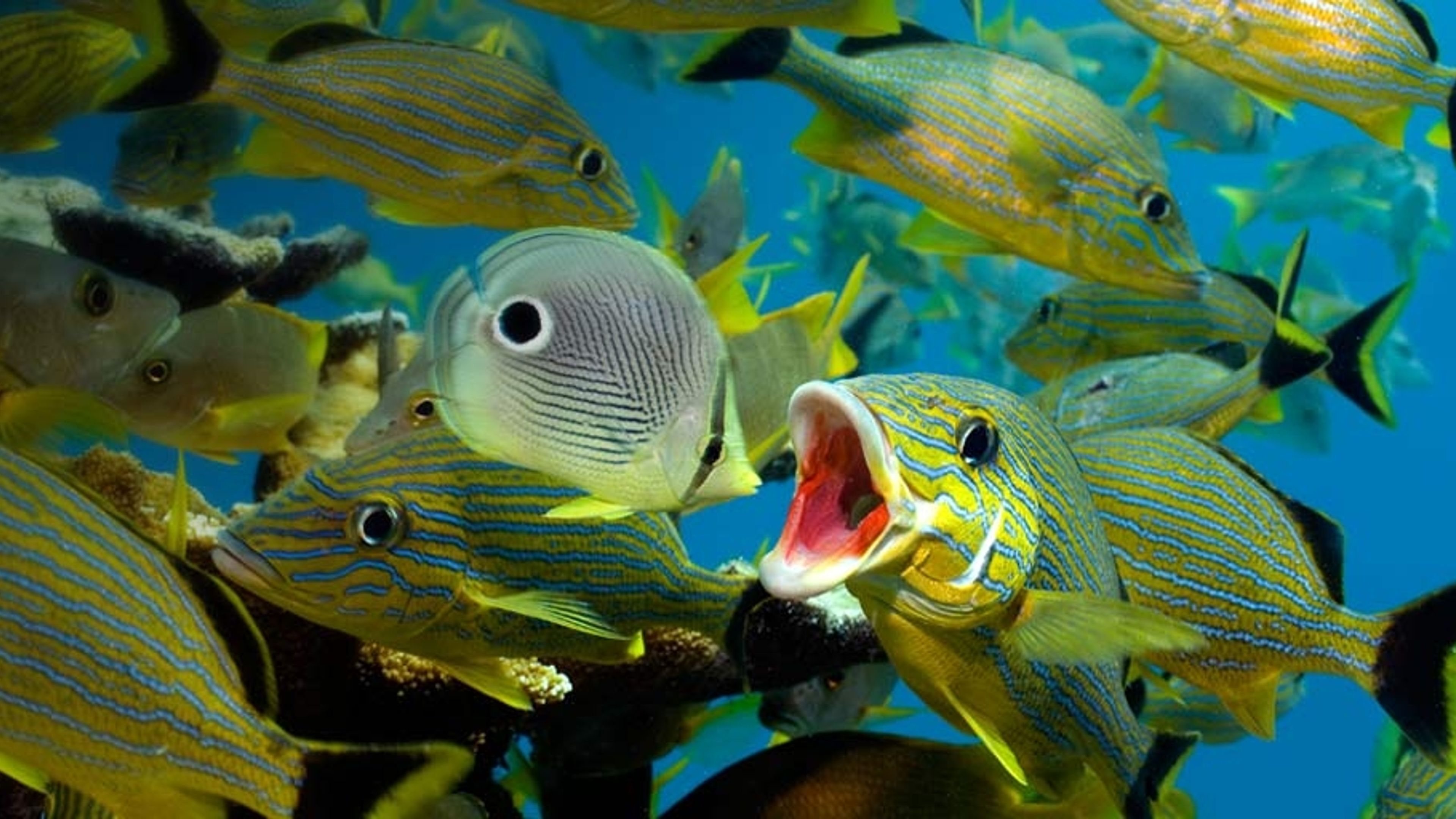 Cleaning behavior of blue-striped grunt and four-eyed butterfly fish ...