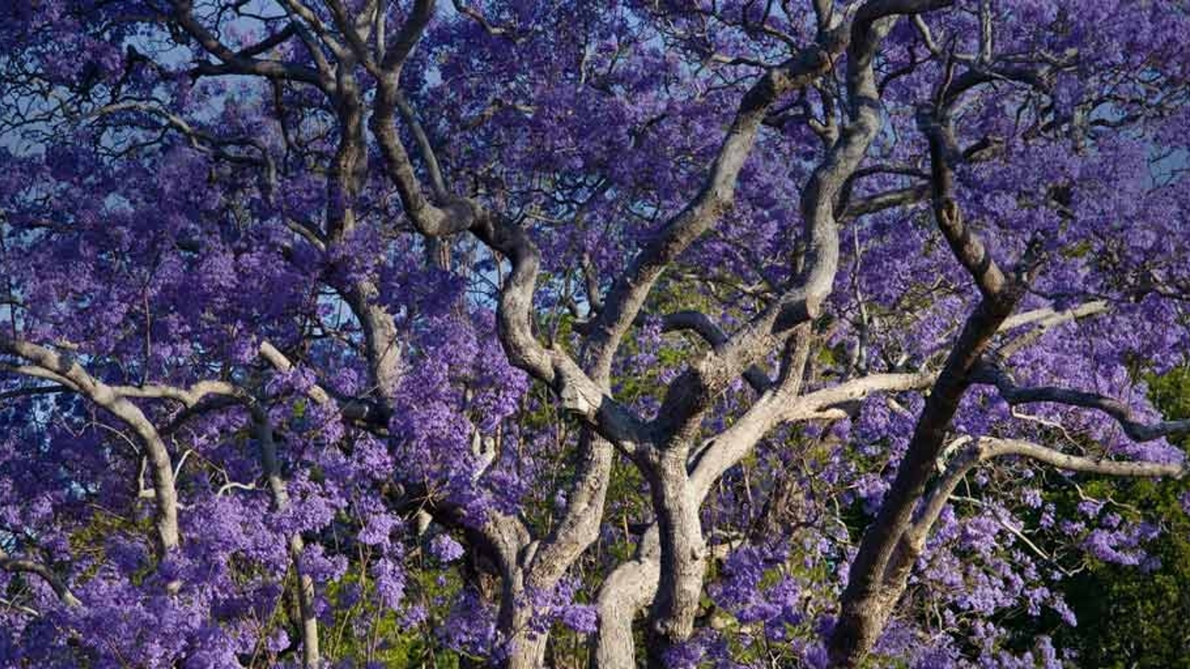Blooming Jacaranda Trees in New Farm Park, Brisbane, State of ...