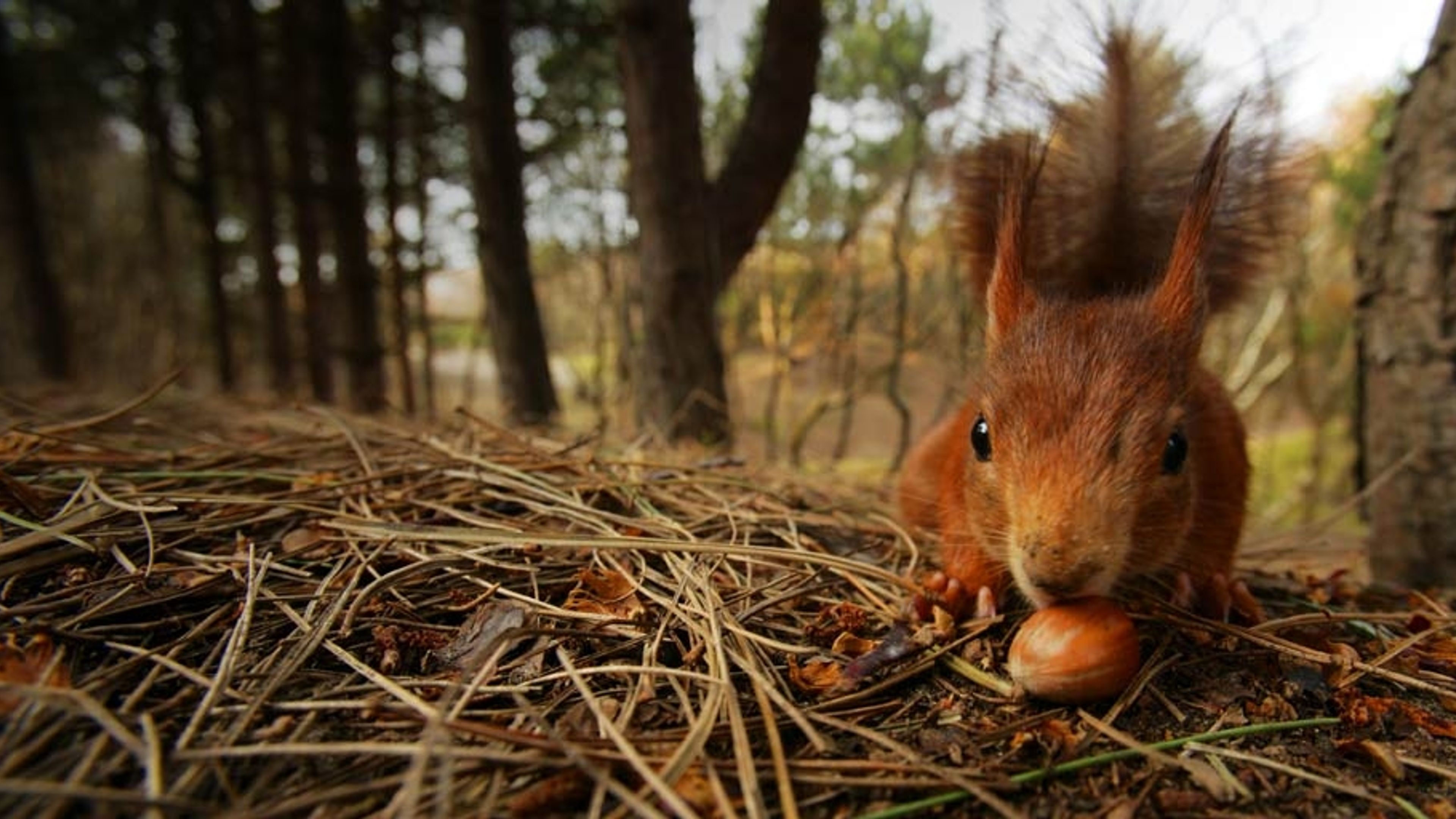 Red Squirrel (Sciurus vulgaris) feeding on nut, Formby, Merseyside ...