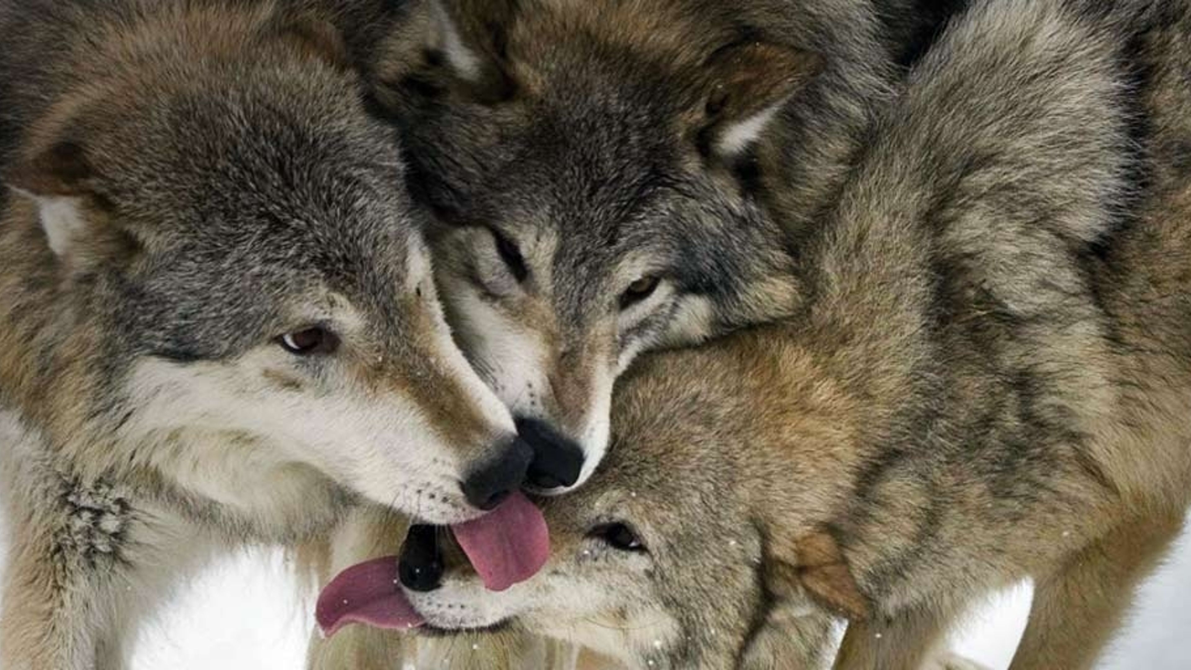 A trio of timber wolves greet each other - Bing Gallery