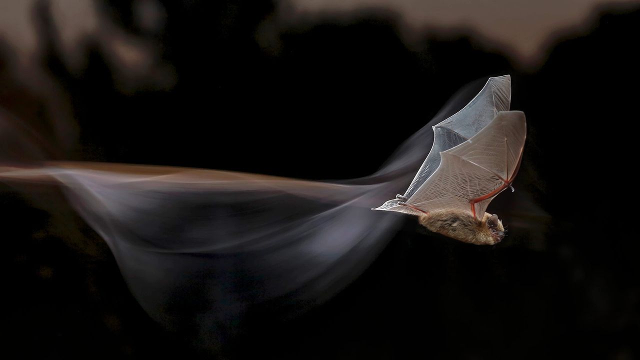 Common pipistrelle bat for Bat Appreciation Month - Bing Gallery · Peapix