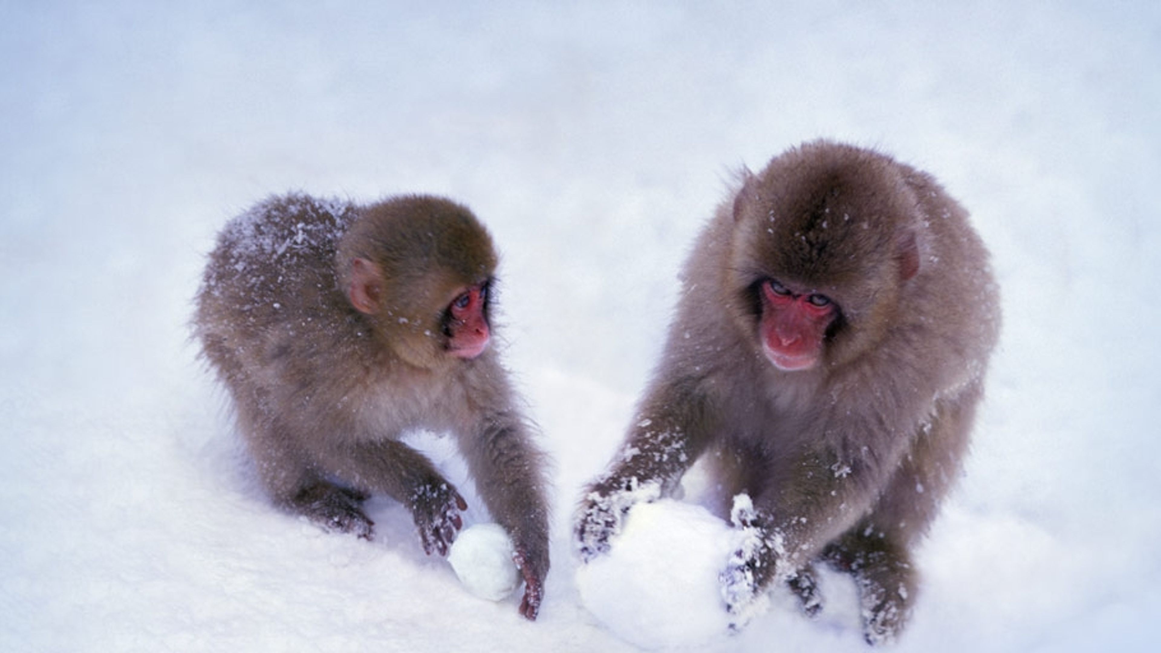 Two Japanese snow monkeys play with snowballs in Nagano, Japan – Keren ...