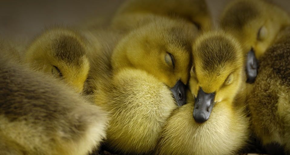 Canada Geese goslings - Bing Gallery · Peapix