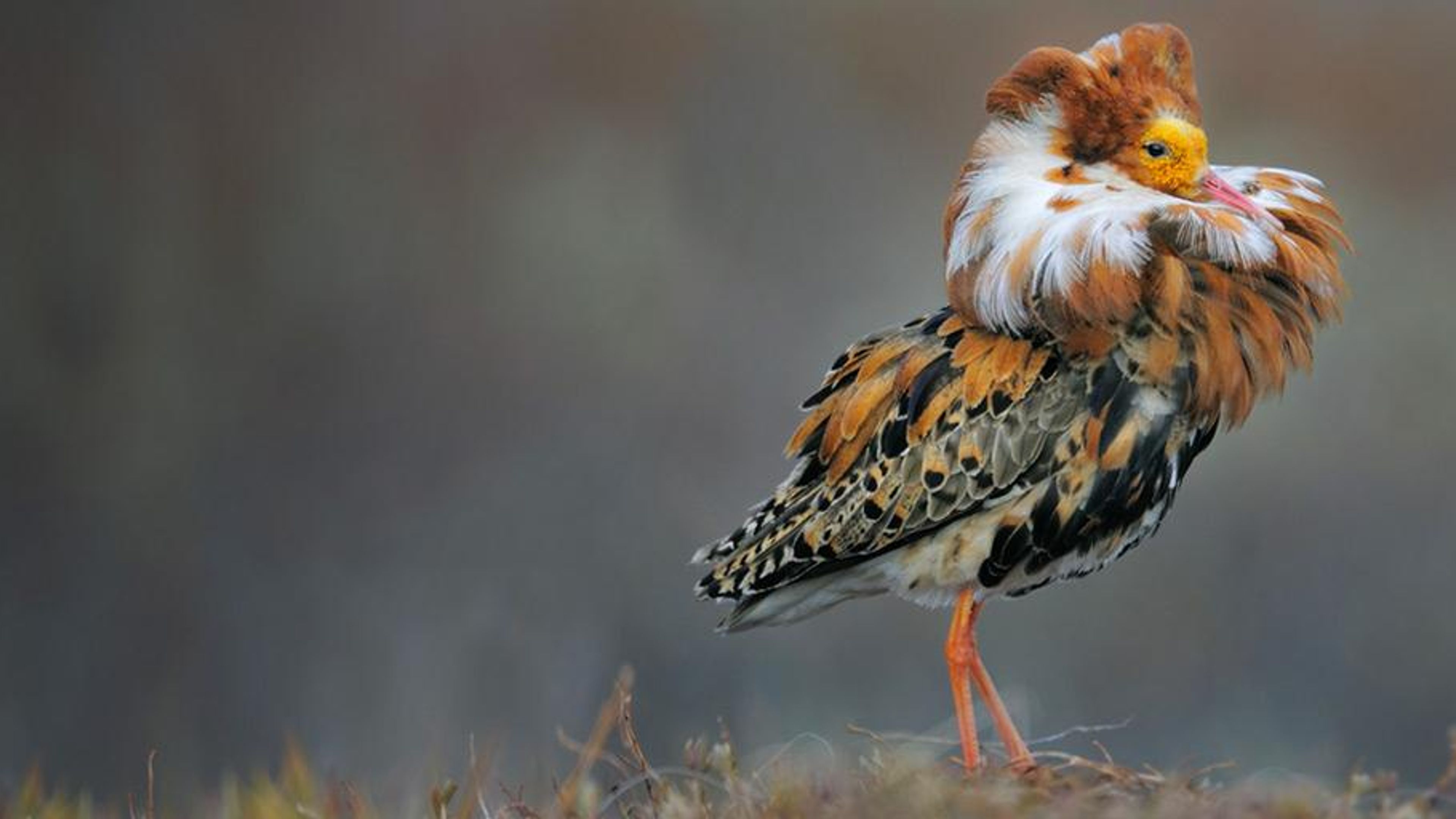Male Ruff In Breeding 219 Breeding Ruff Stock Photos Free