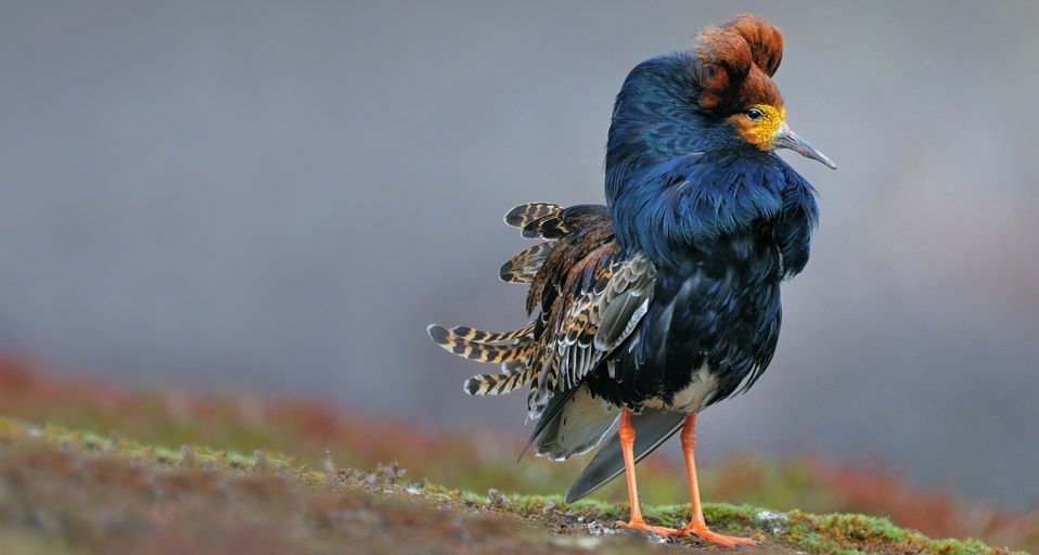 The Ruff Bird A Cute Water Bird. Nature Background. Bird: Ruff.