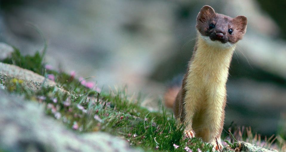 Long-tailed weasel on rocks in Rocky Mountain National Park, Colorado ...