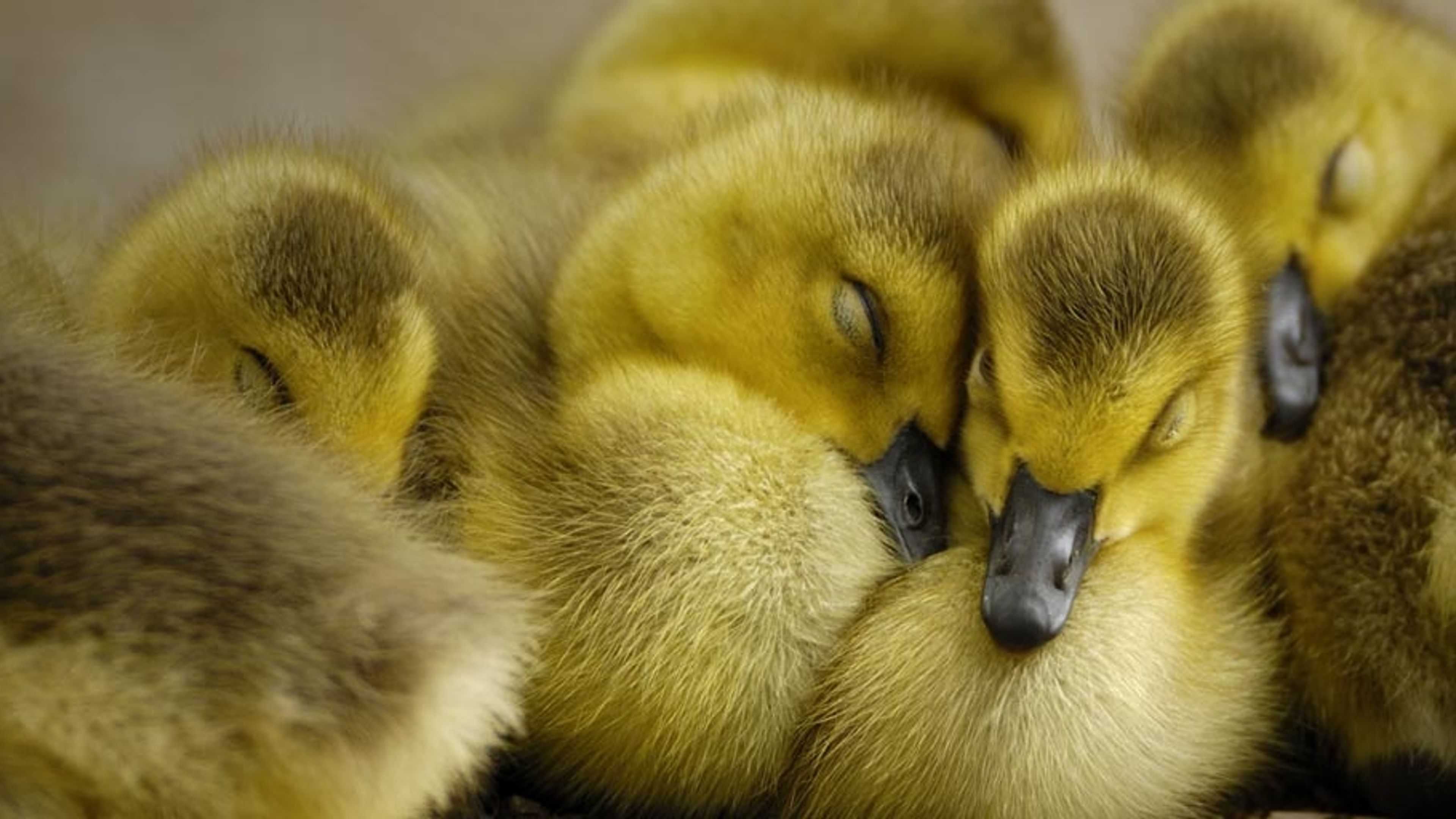 Canada Geese goslings - Bing Gallery