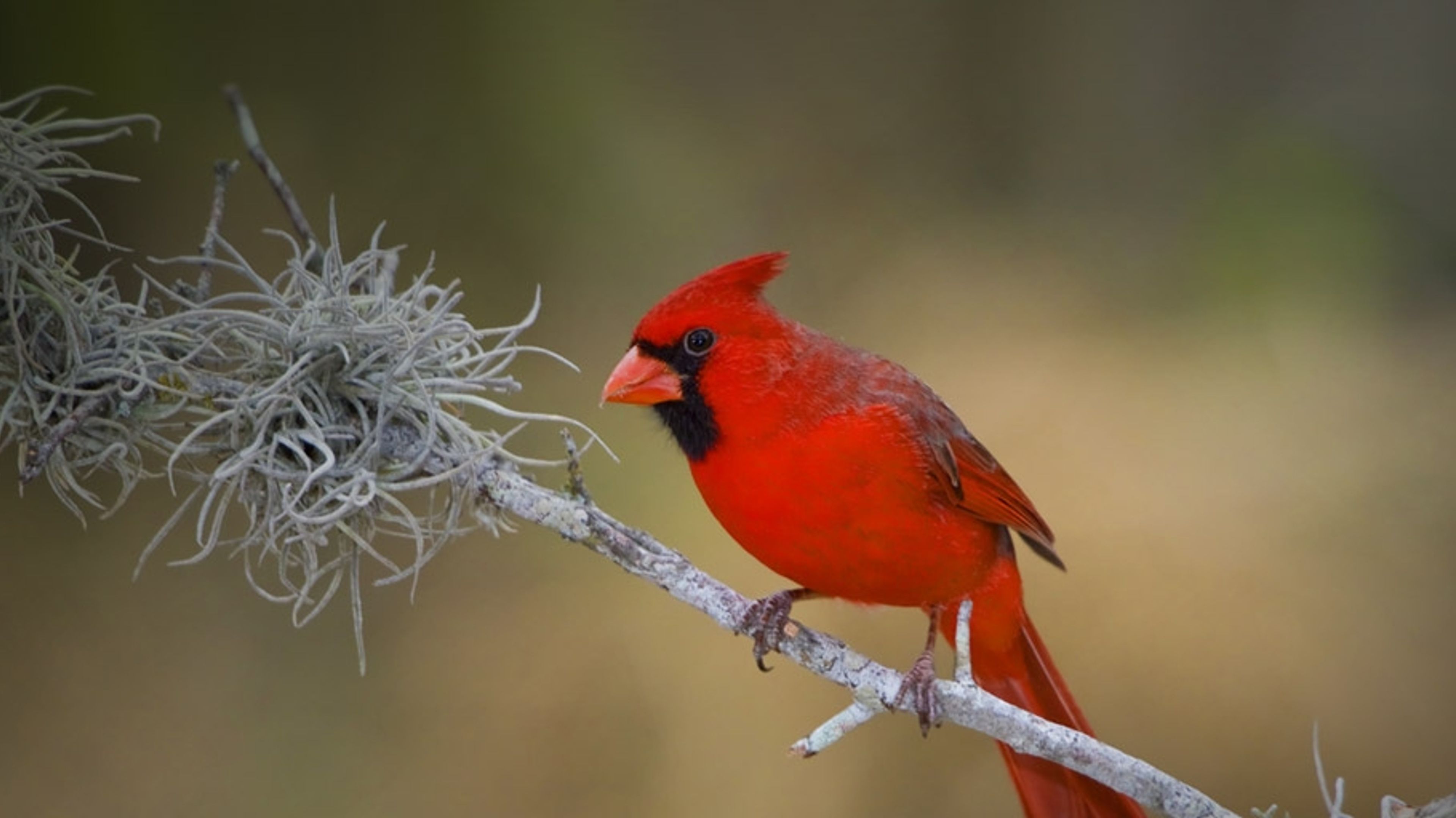 Northern Cardinal perched on a branch in the Rio Grande Valley of Texas ...