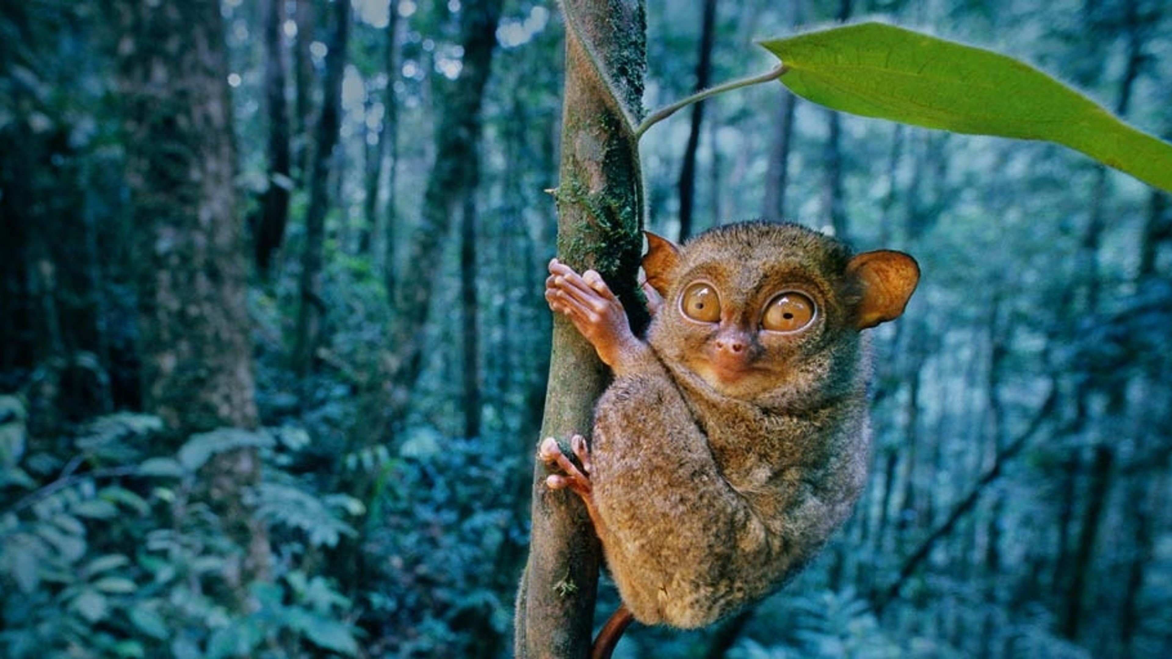 Western Tarsier clinging to tree in Sabah State, Borneo - Bing Gallery