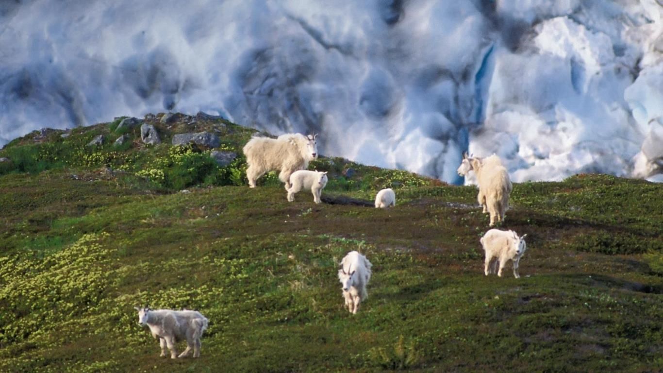 Mountain goat herd on a hillside near Exit Glacier, Kenai Fjords ...