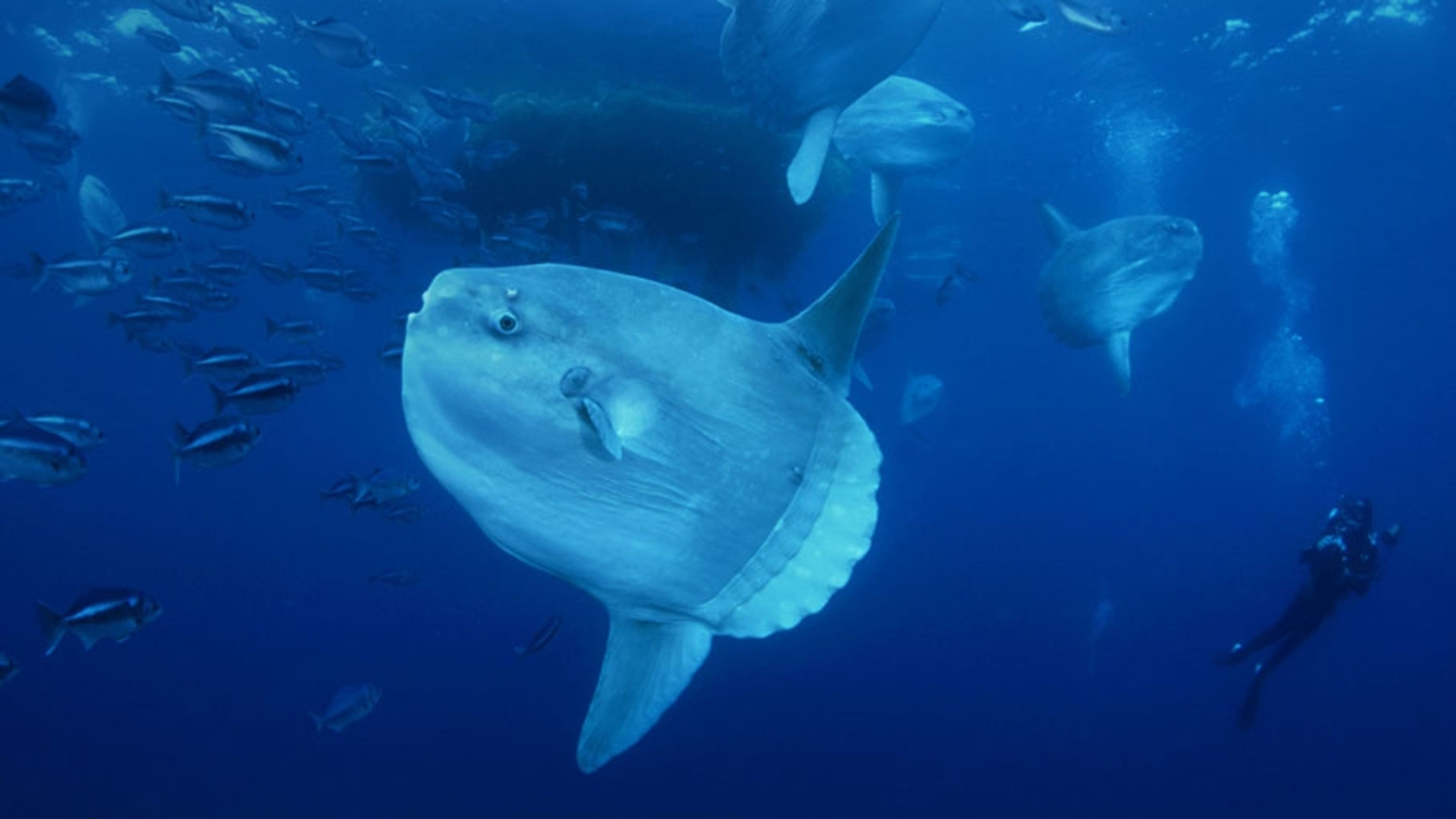 Ocean Sunfish gather at an ocean cleaning station - Bing Gallery