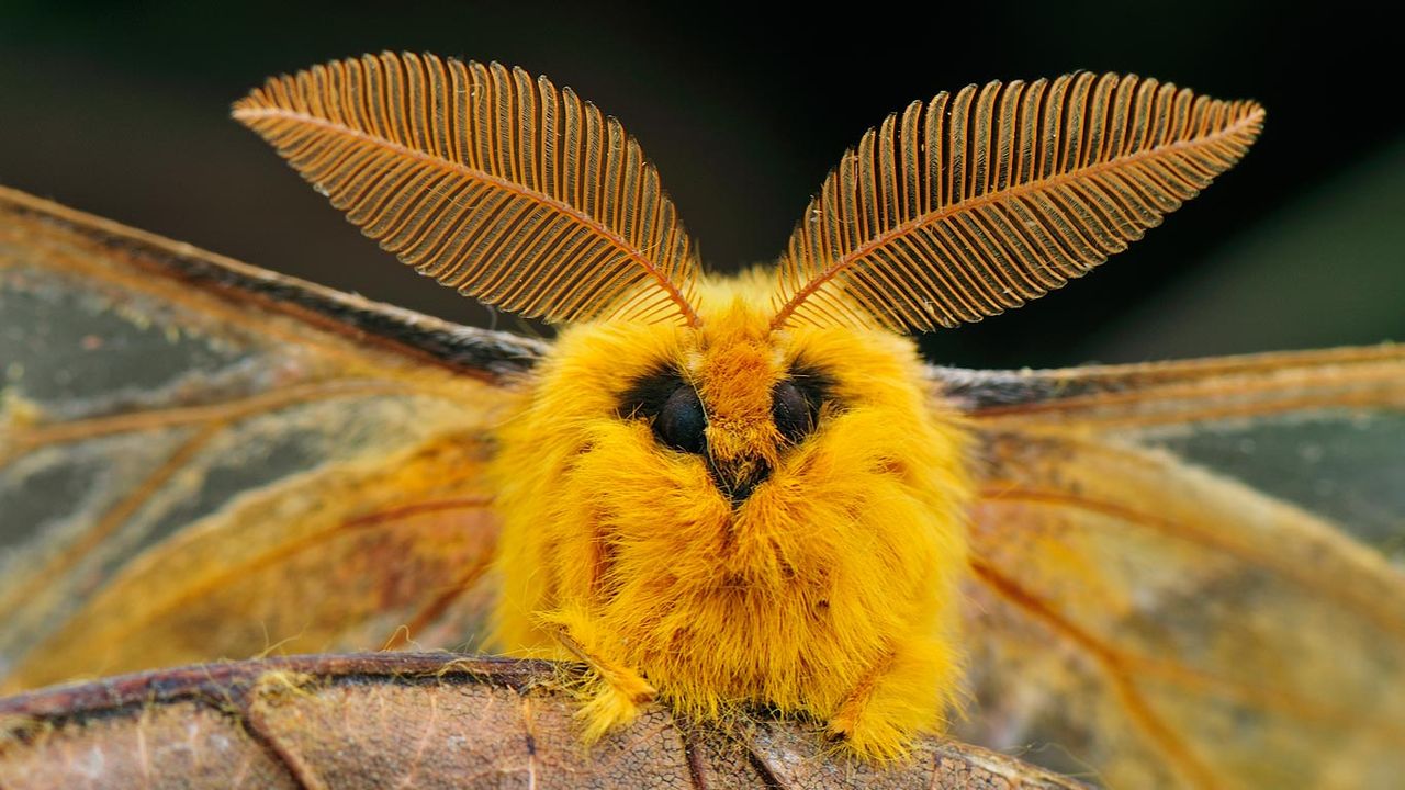 Squeaking silk moth, Qinling Mountains, Shaanxi, China - Bing Gallery ...