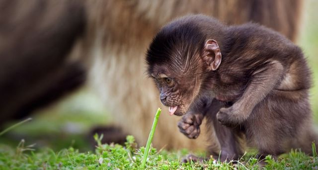 Best Monkey Bing Wallpapers | Bing Daily Images · Peapix