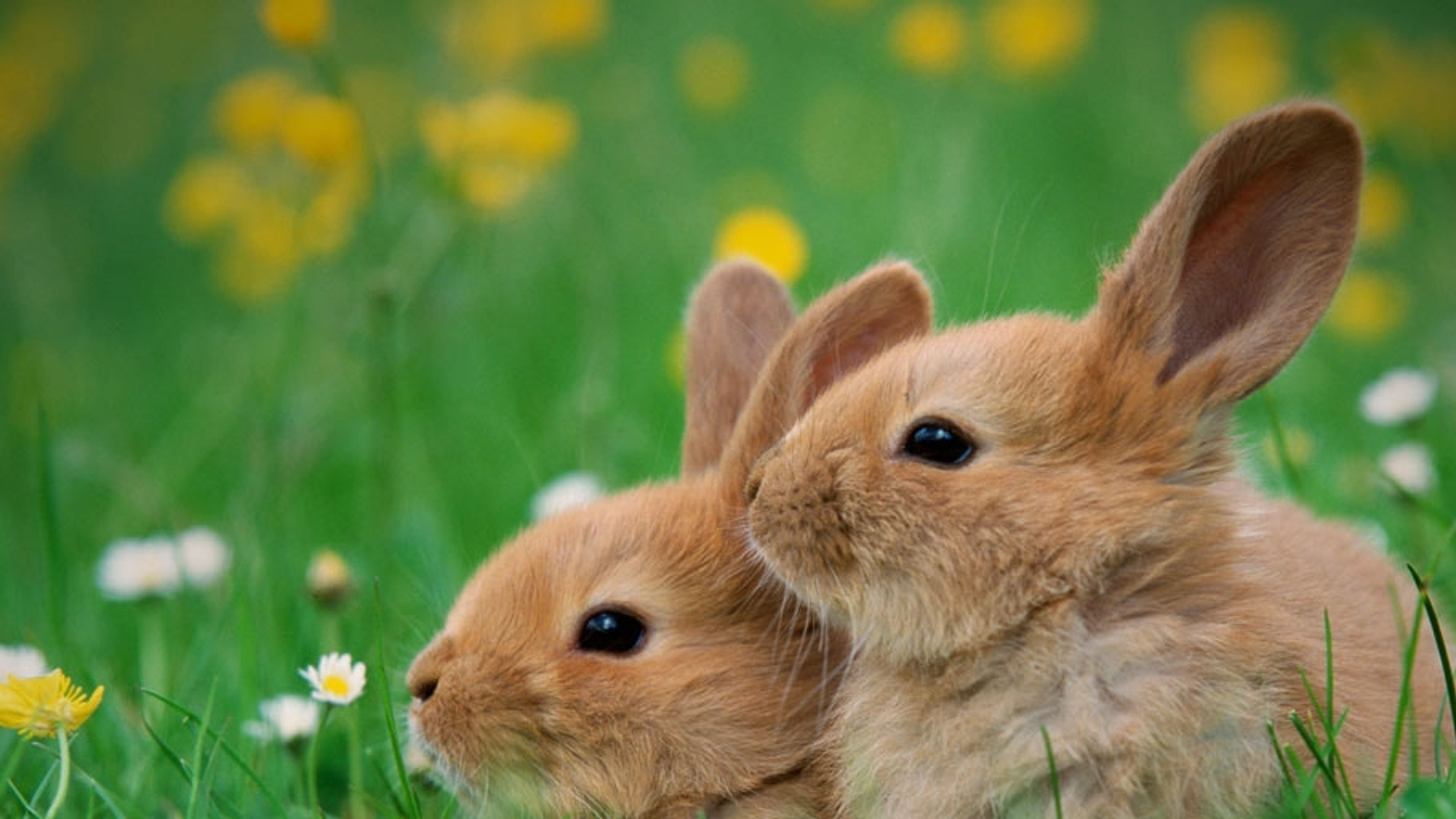 Zwei kleine Hasen sitzen in einer Blumenwiese – Martin Ruegner/Stock ...