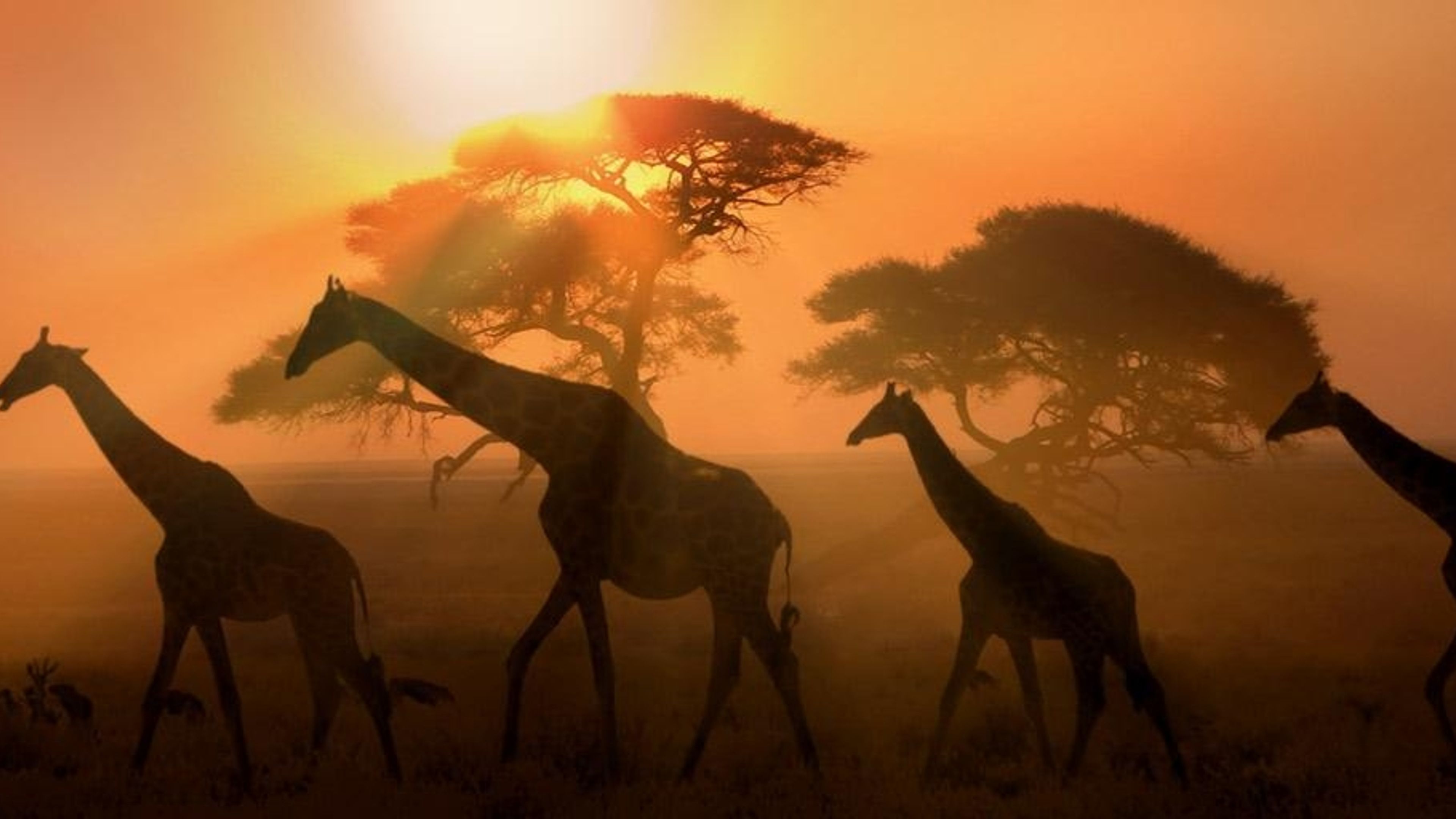 Giraffes at twilight in Etosha National Park, Namibia - Bing Gallery