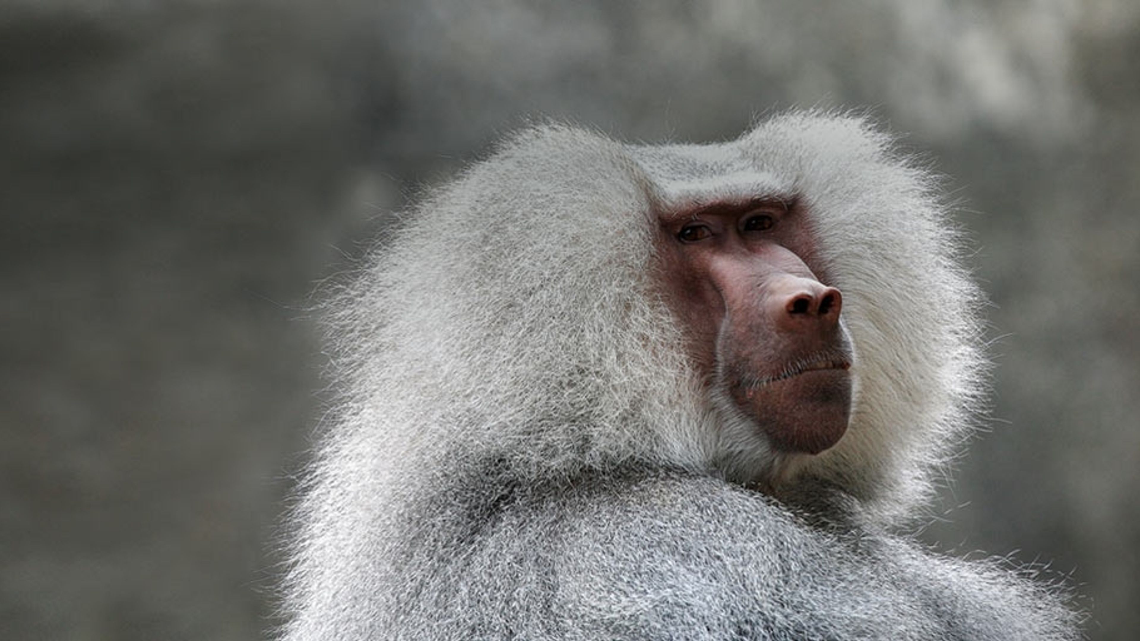 Baboon at the North Carolina Zoo in Asheboro, North Carolina, USA ...