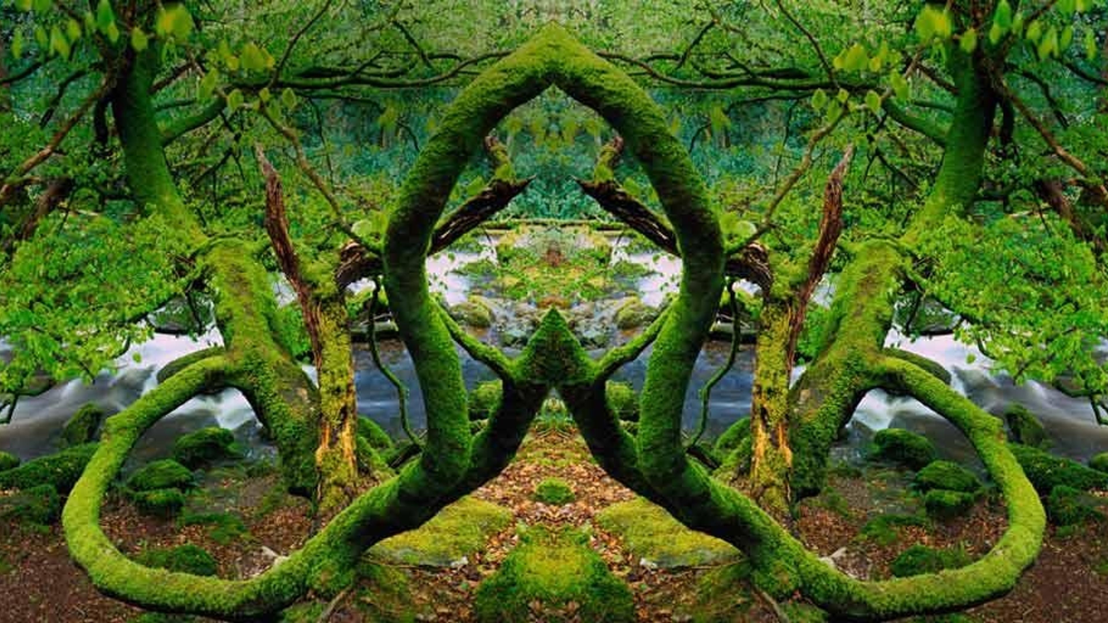 Mirror-image photo of the moss-covered trees in Killarney National Park ...