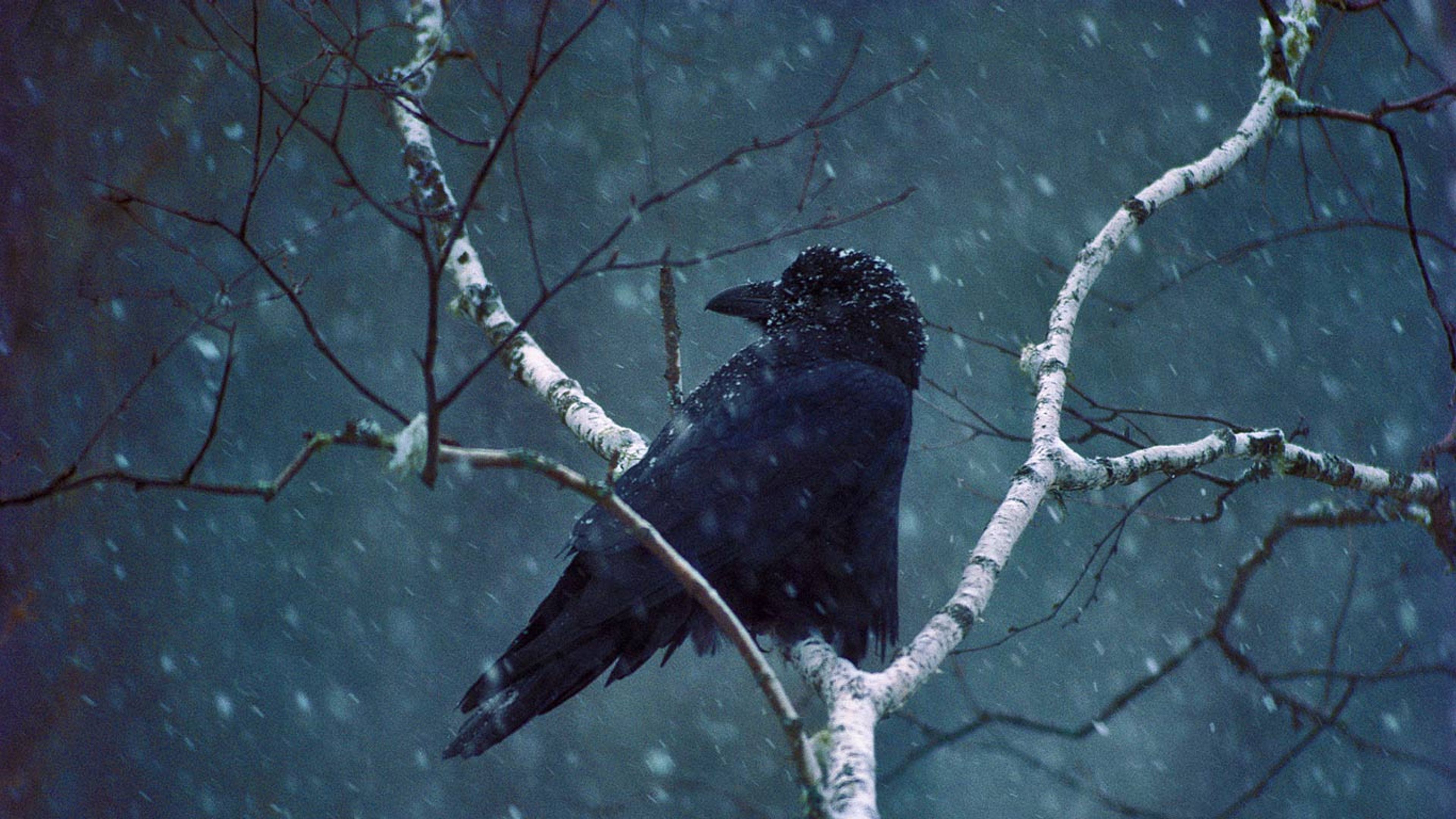 A common raven - Bing Gallery