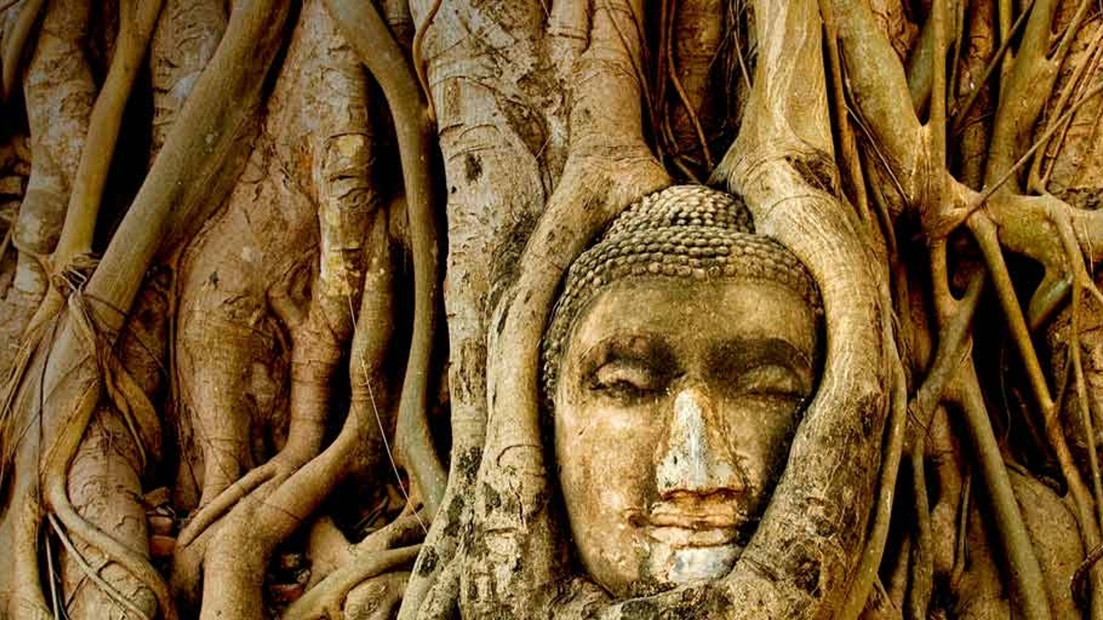 A stone Buddha head sits entwined in the roots of a fig tree in the ...