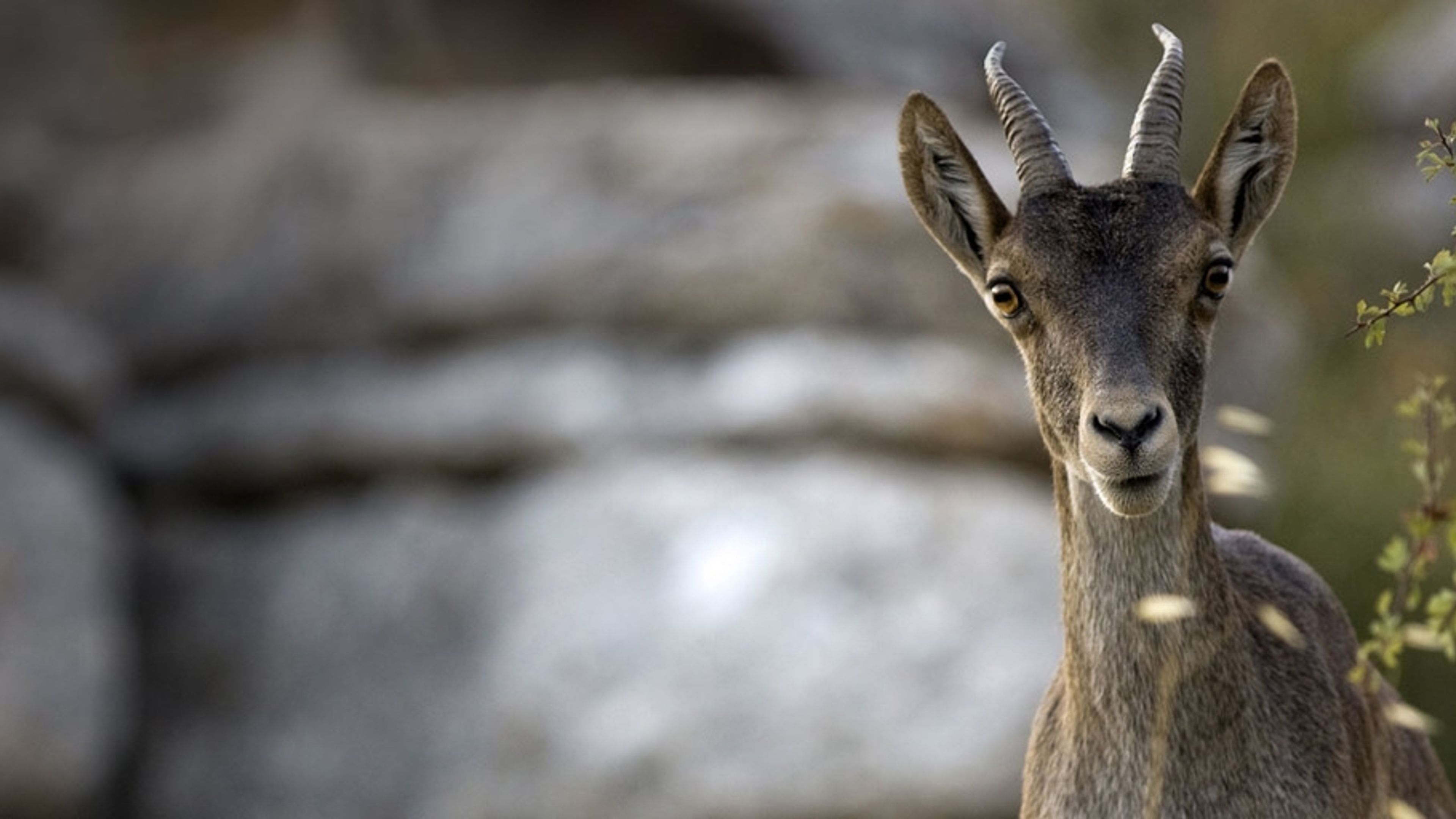 A young ibex in El Torcal Nature Reserve near Antequera, Andalucia ...