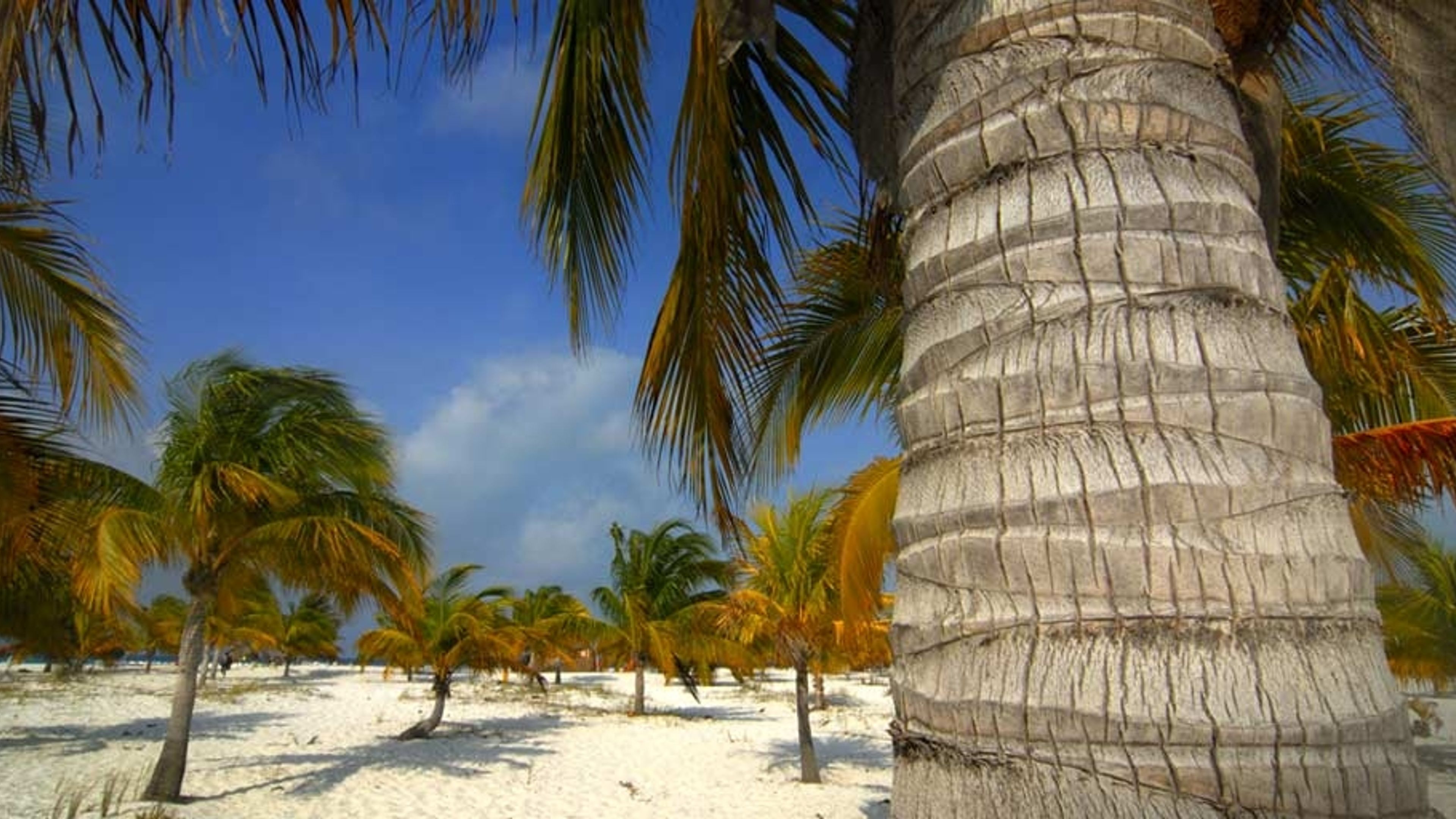 Cayo Largo del Sur, Cuba - Bing Gallery