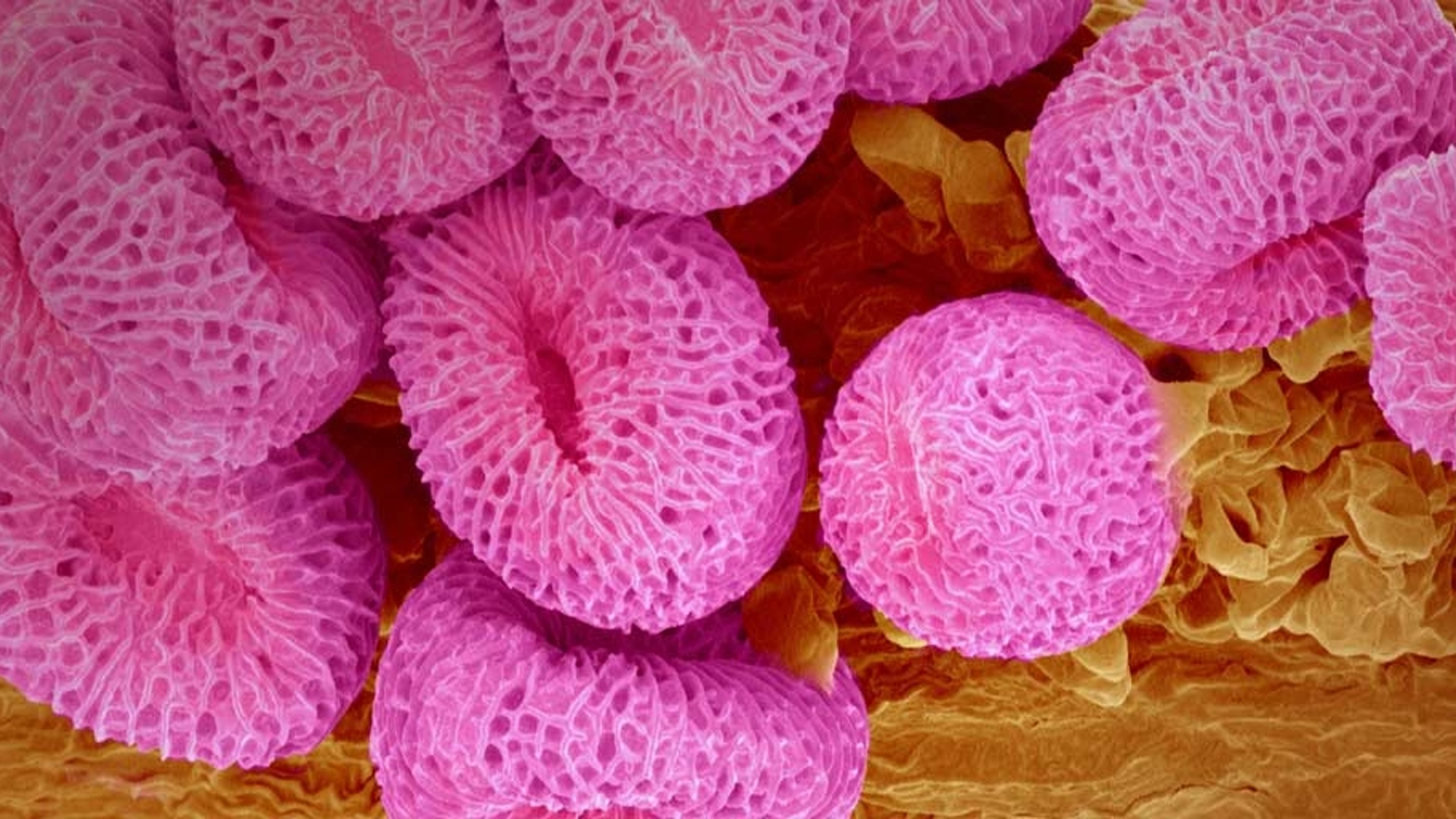 Geranium pollen at a magnification of x400 - Bing Gallery