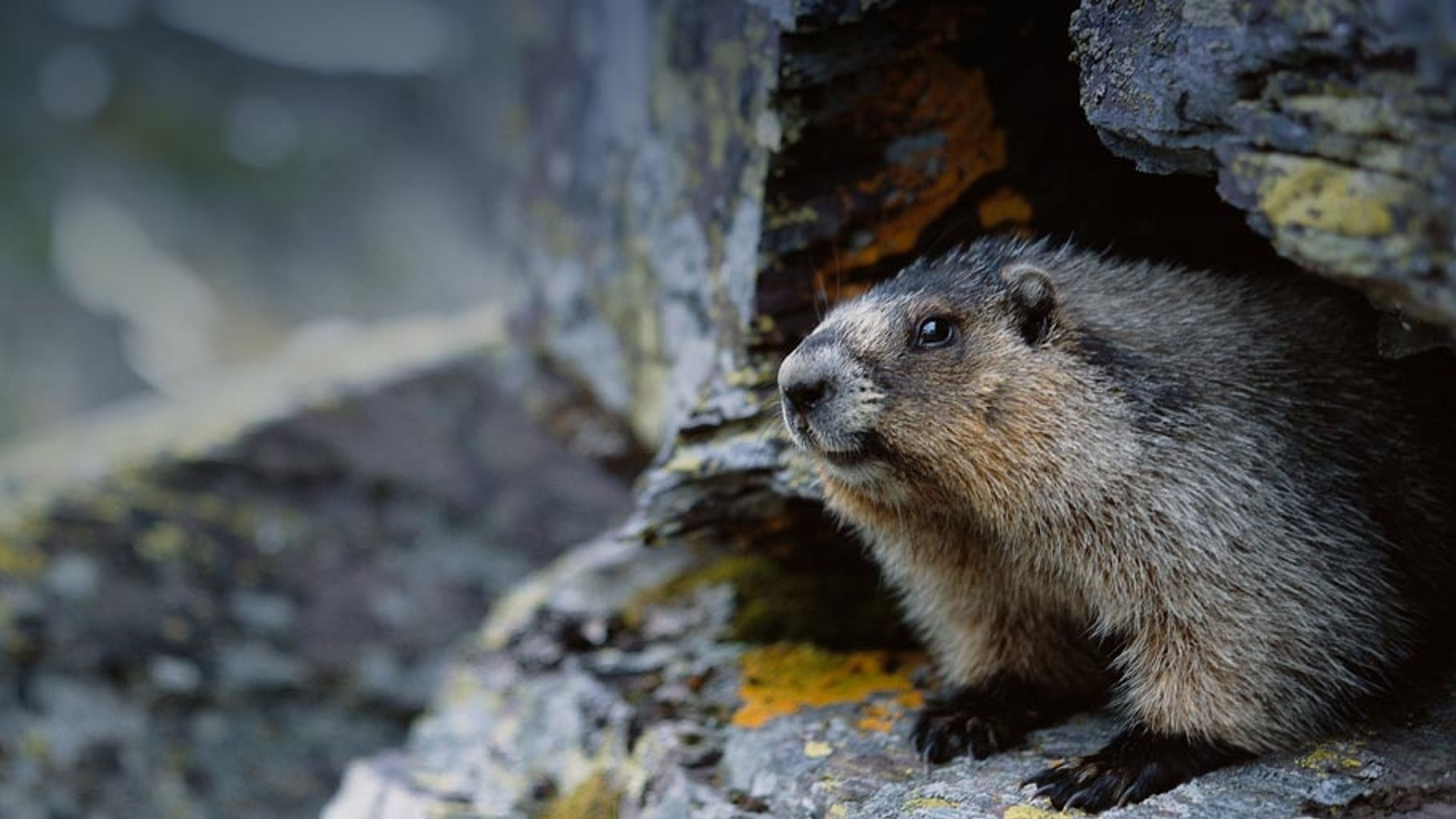 Groundhog – Greg Scott/Masterfile © - Bing Gallery