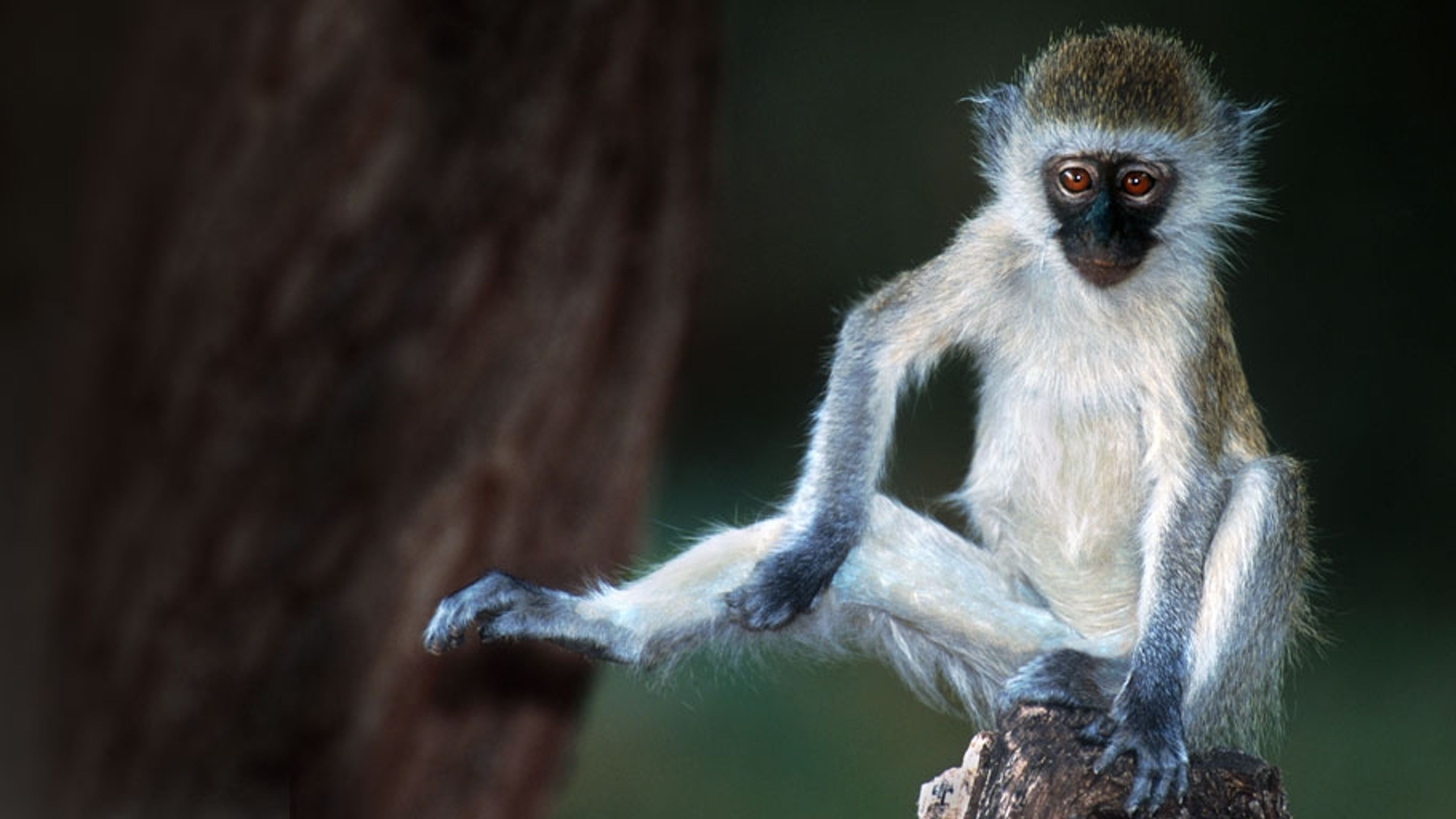 Vervet monkey in Kenya - Bing Gallery