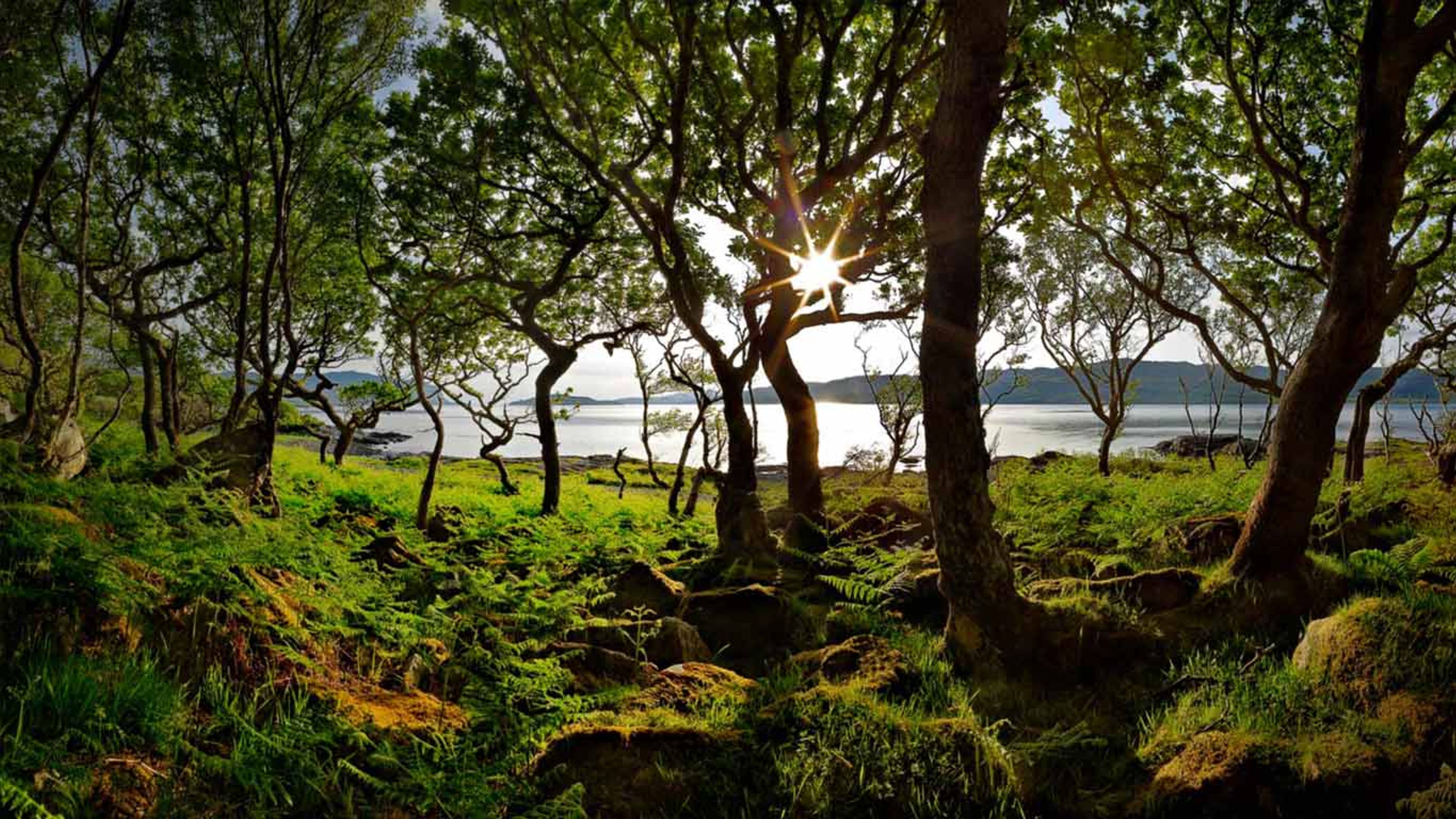 Dwarf forest of Oaks, Loch na Keal, Isle of Mull © - Bing Gallery