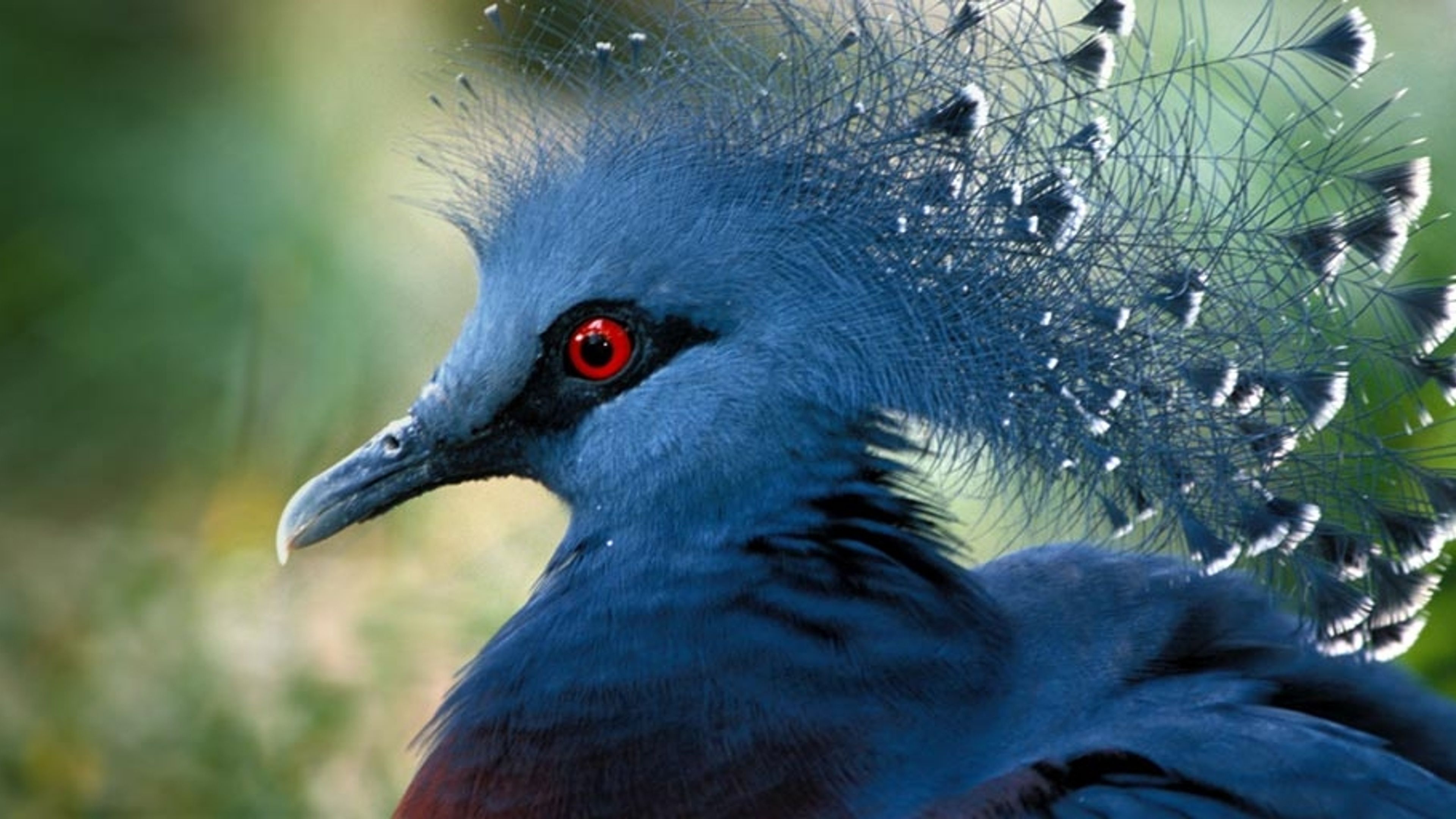Western Crowned Pigeon - Bing Gallery