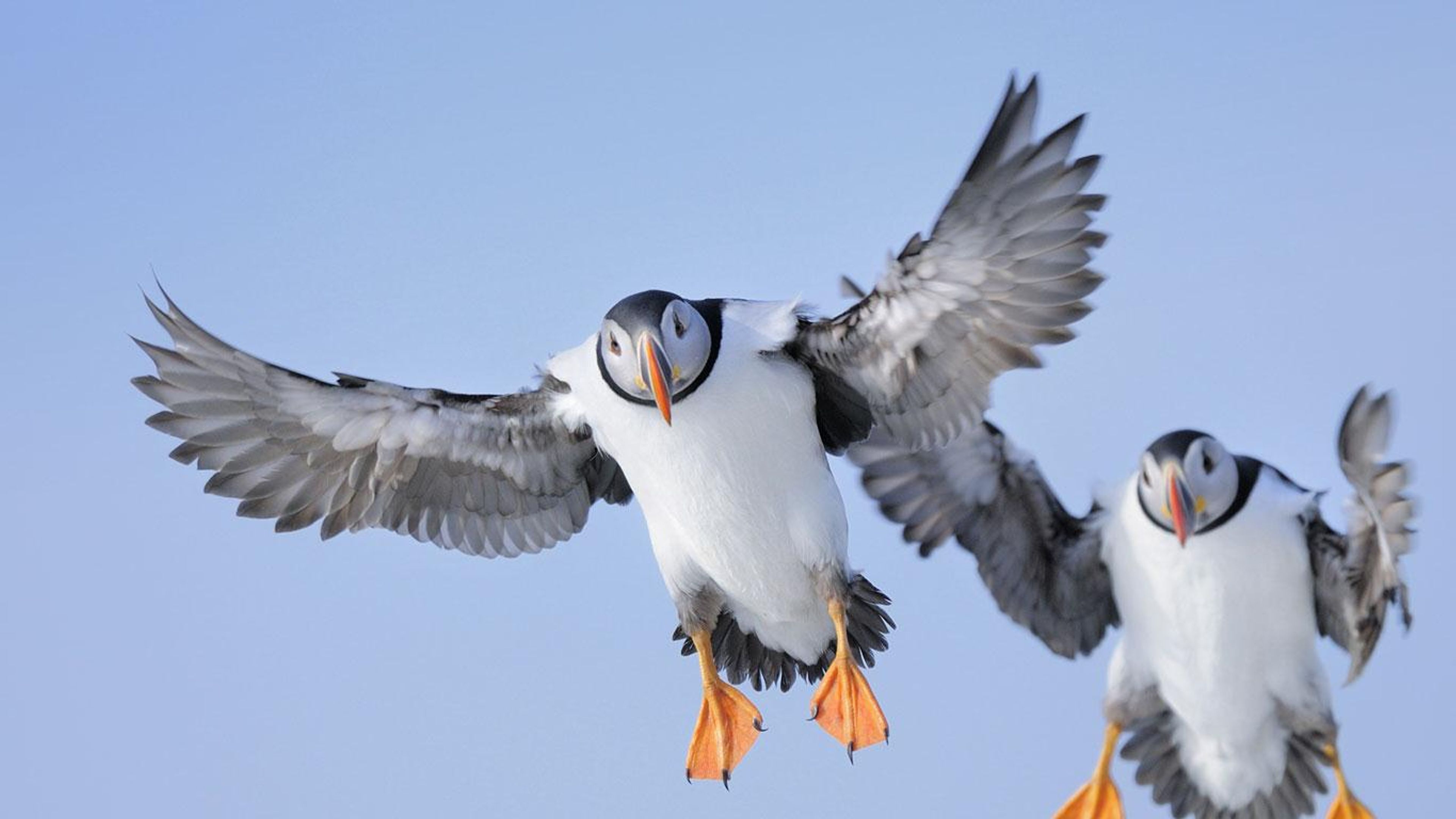 Atlantic puffin (Fratercula arctica) - Bing Gallery