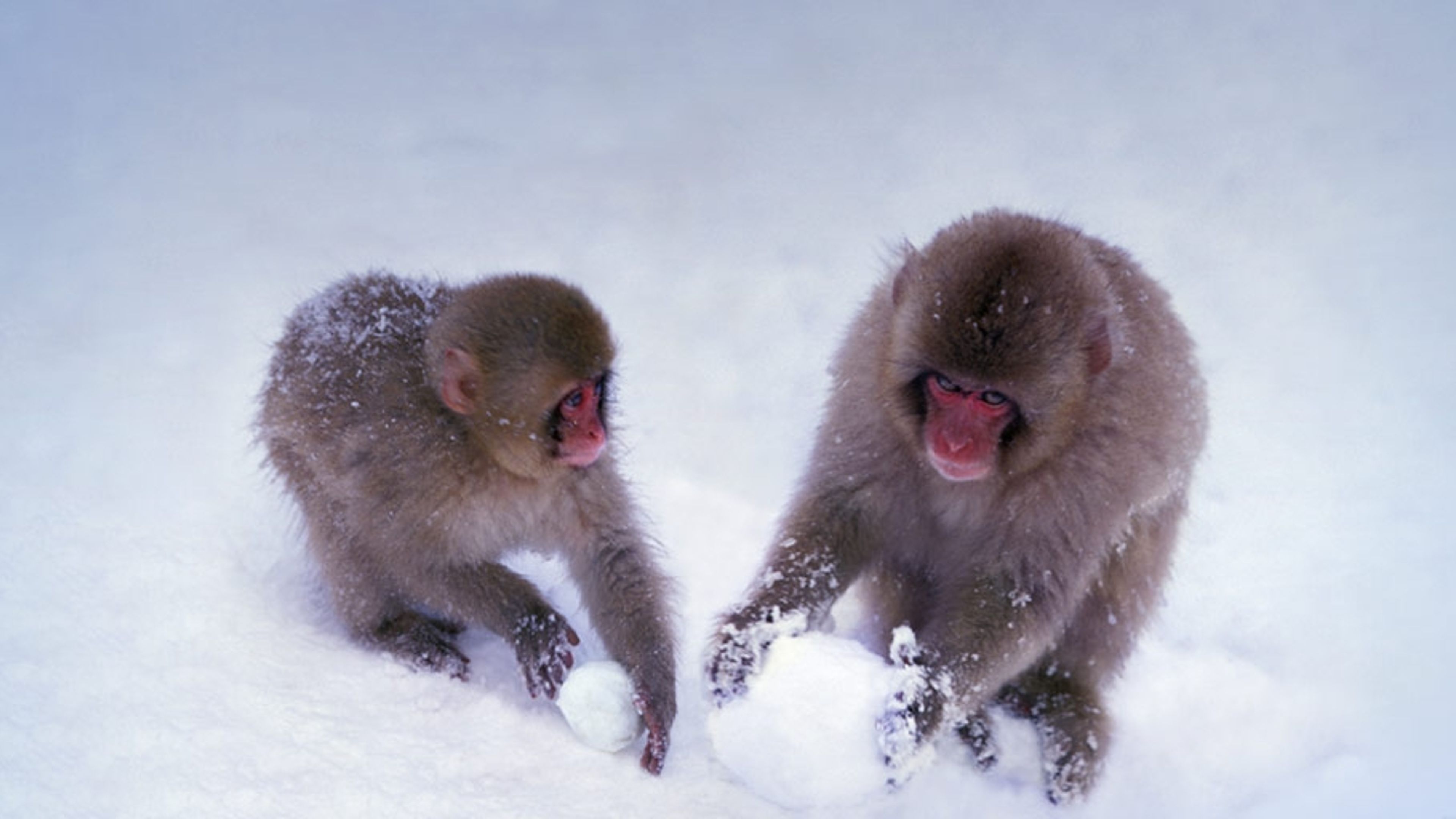 Japanese Macaque Snowball