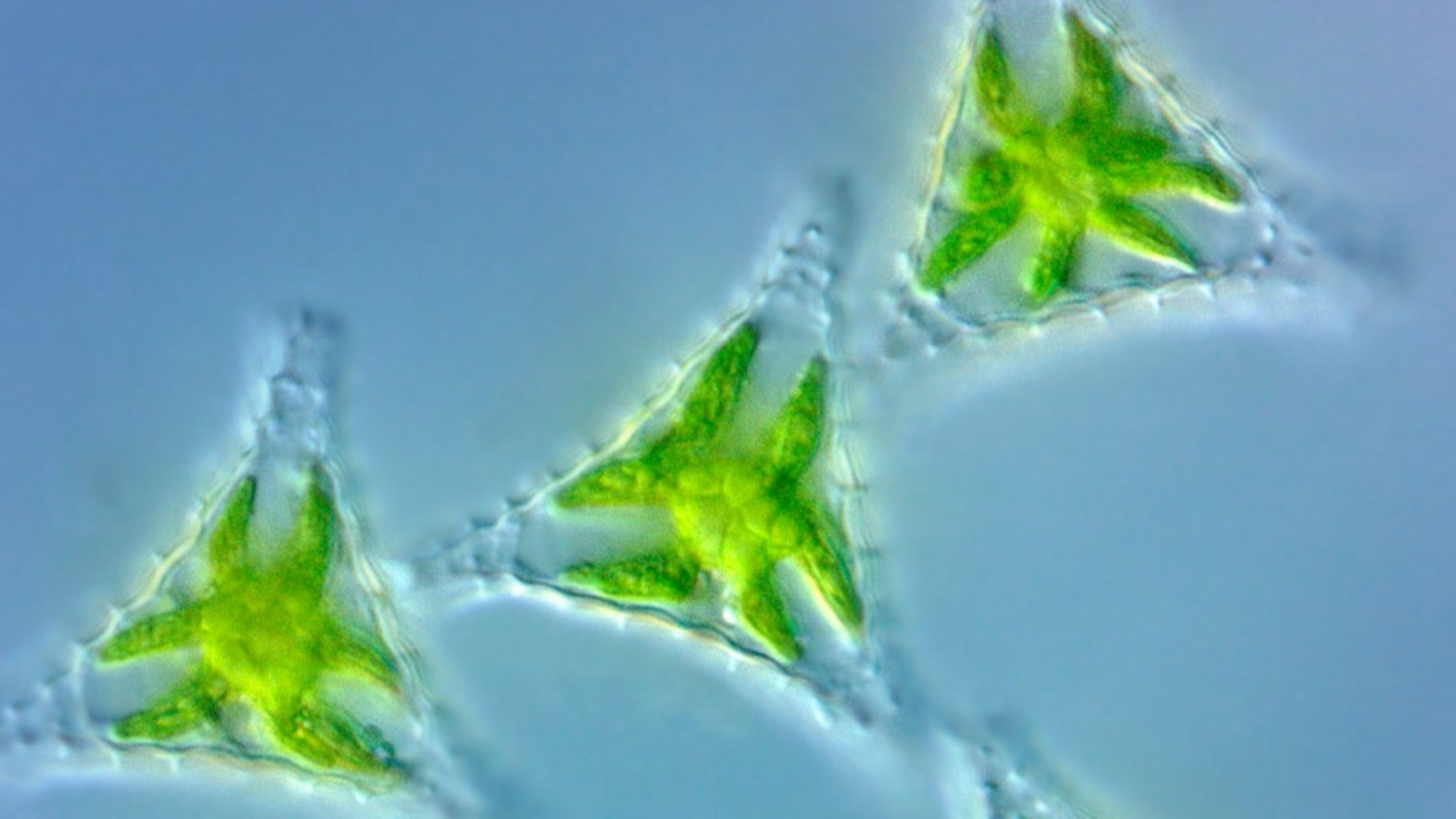 Light micrograph image of Green Algae Staurastrum - Bing Gallery