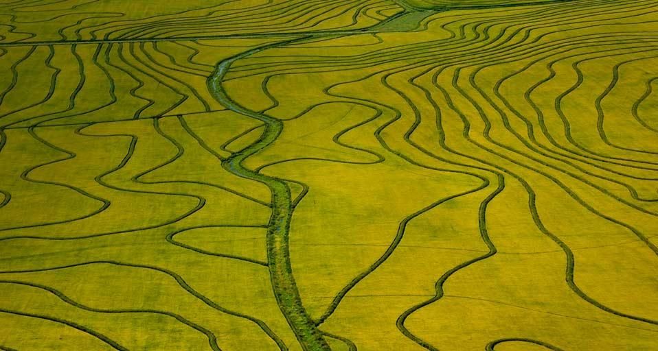 Aerial view of maturing rice fields, Uruguay - Bing Gallery · Peapix